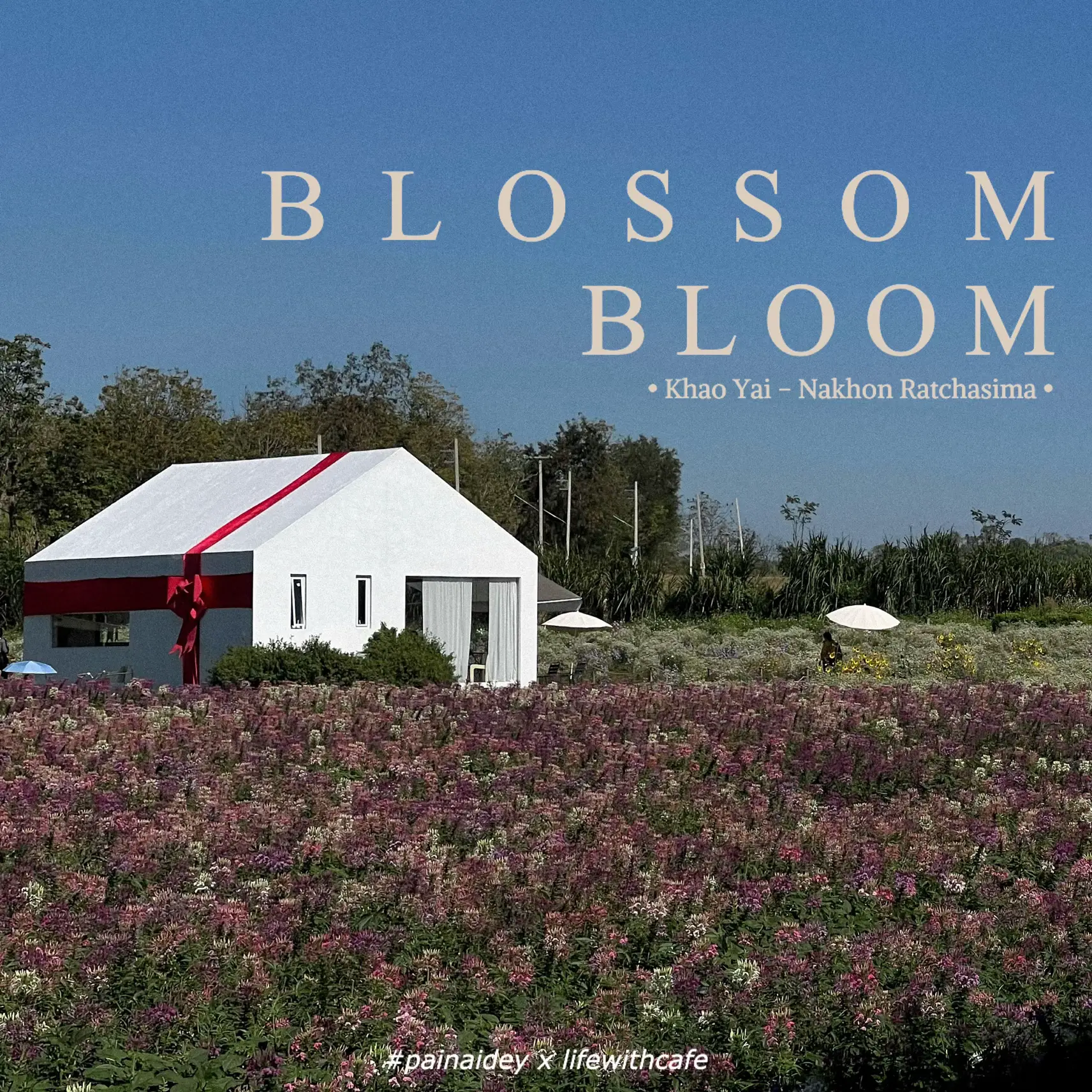 Blossom bloom - Khao Yai | แกลเลอรีที่โพสต์โดย gustcnk | Lemon8