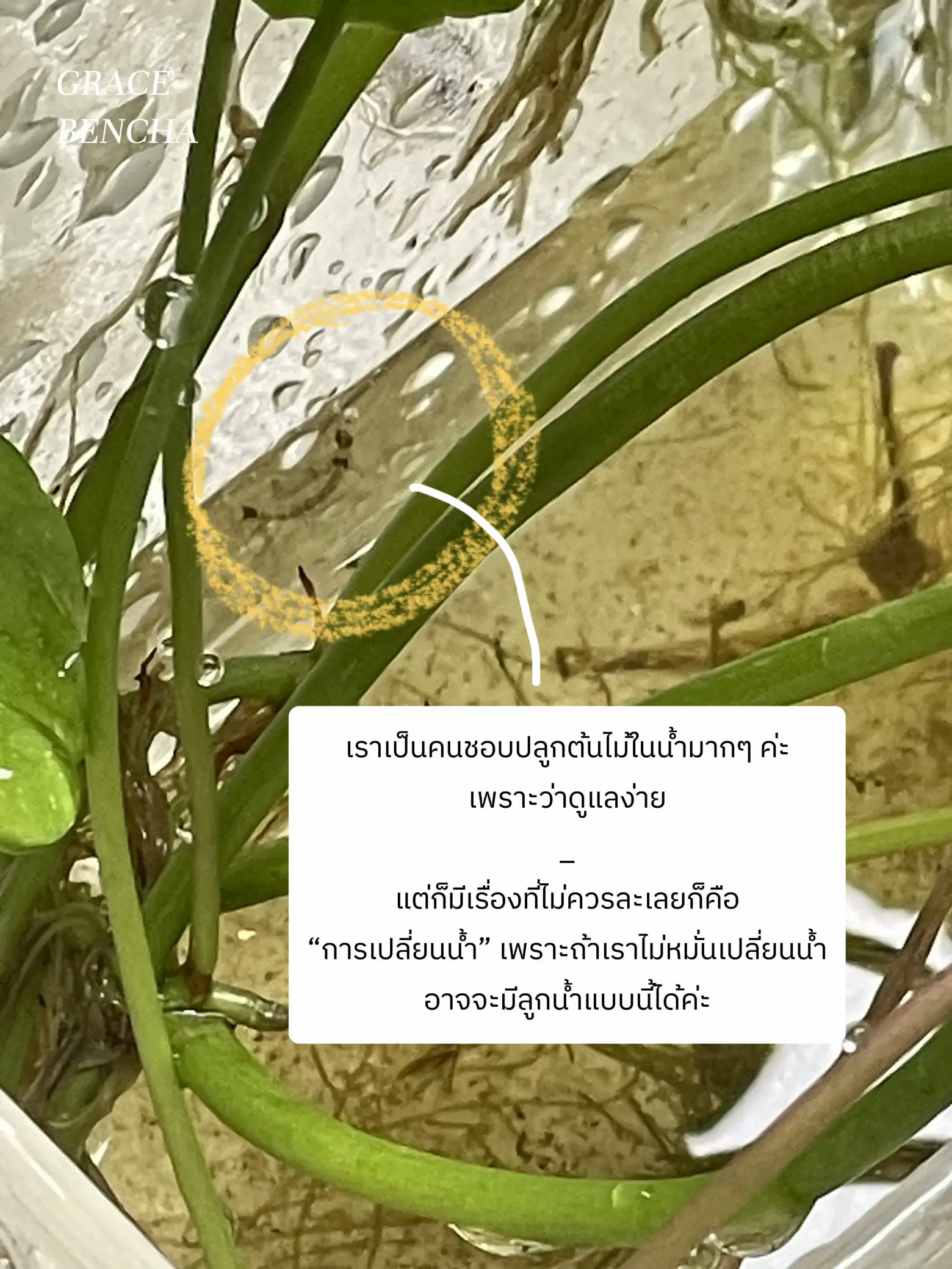 ต้นไม้ปลูกในน้ำ 🌿 ทำไมต้องเปลี่ยนน้ำทุกสัปดาห์? 💦 | แกลเลอรีที่โพสต์โดย ...