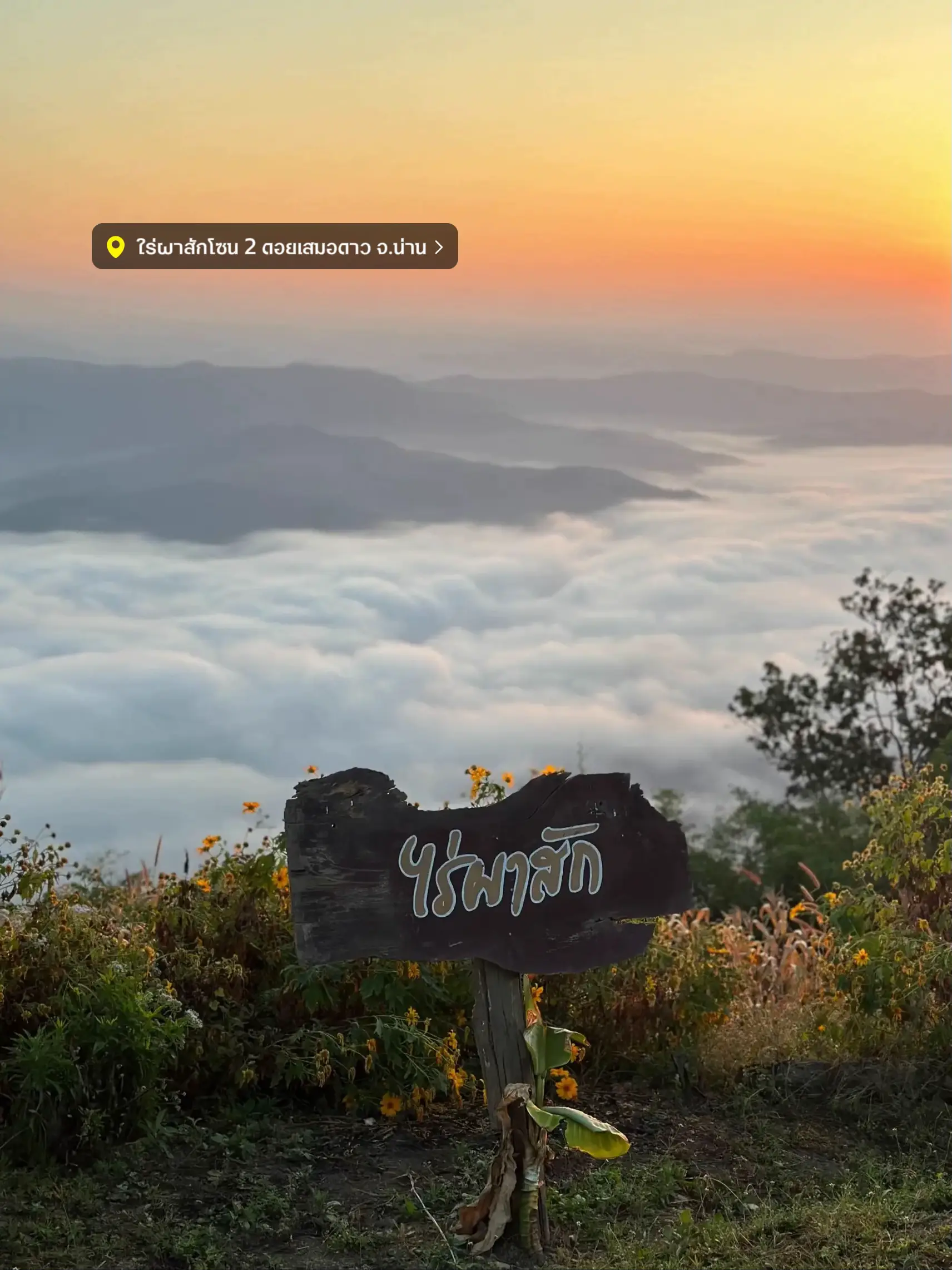ไร่ผาสักโซน 2 ดอยเสมอดาว | แกลเลอรีที่โพสต์โดย Cherrywip | Lemon8