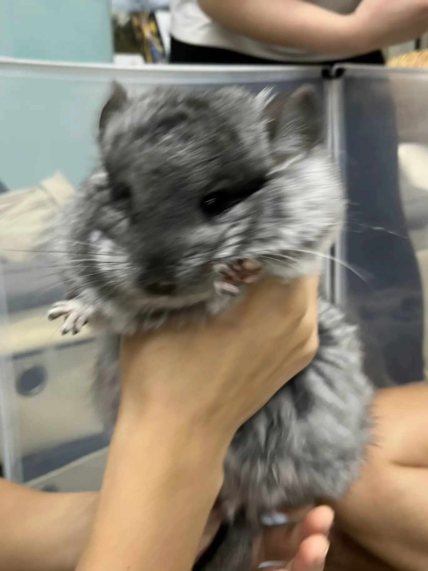 We adopted 2 chinchillas?? | Video published by jojo | Lemon8