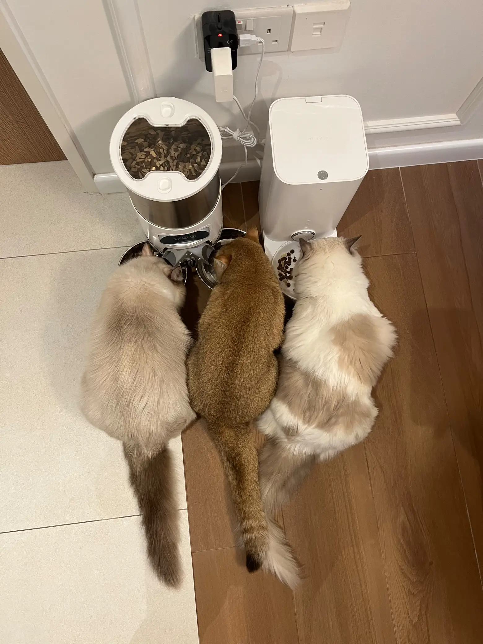 life with 3 cats is better than none 🐱 | Gallery posted by xinyee 〰️ | Lemon8