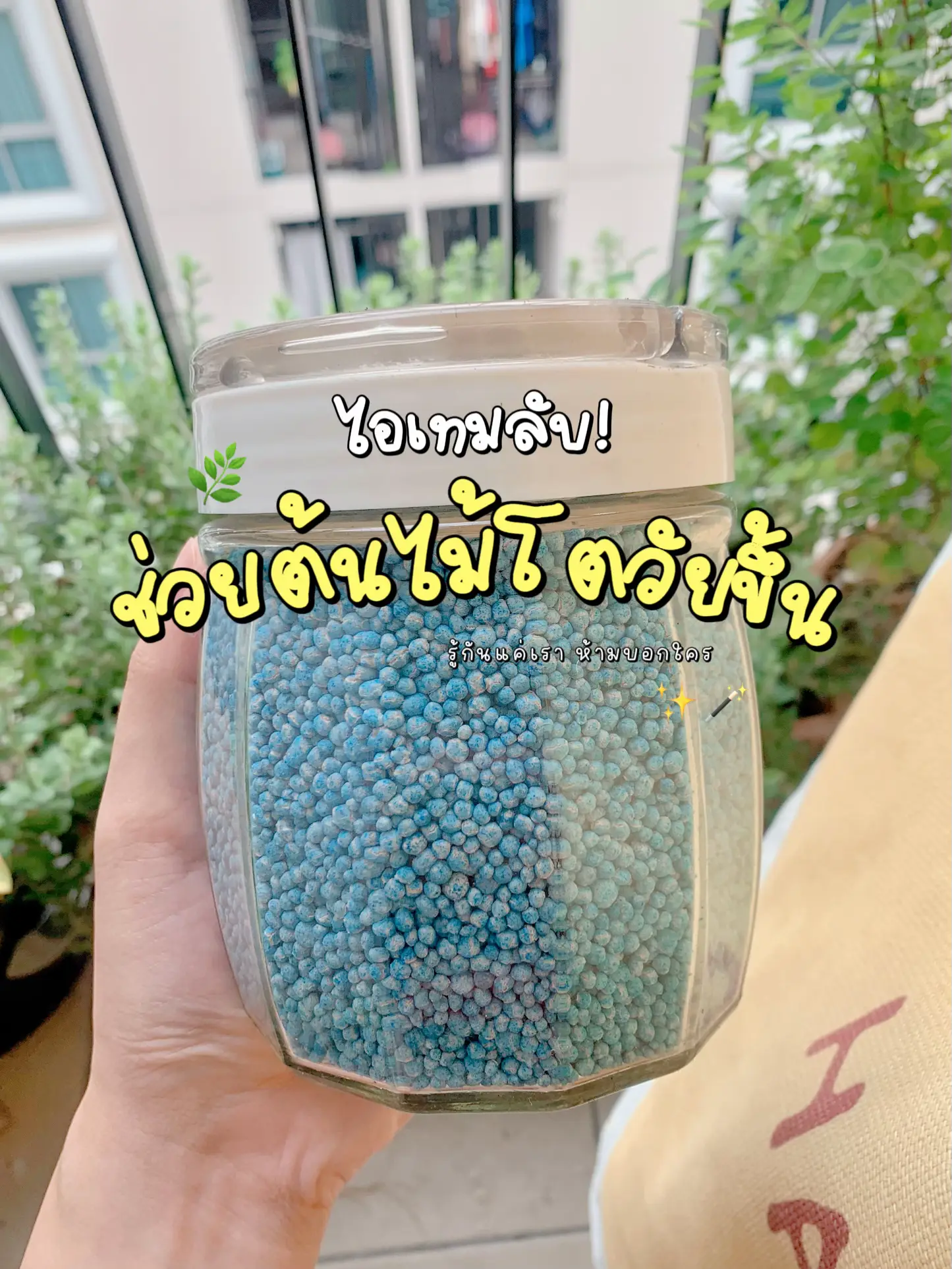 การปลูกมะเขือเทศแบบในต้นไม้ - การค้นหาใน Lemon8