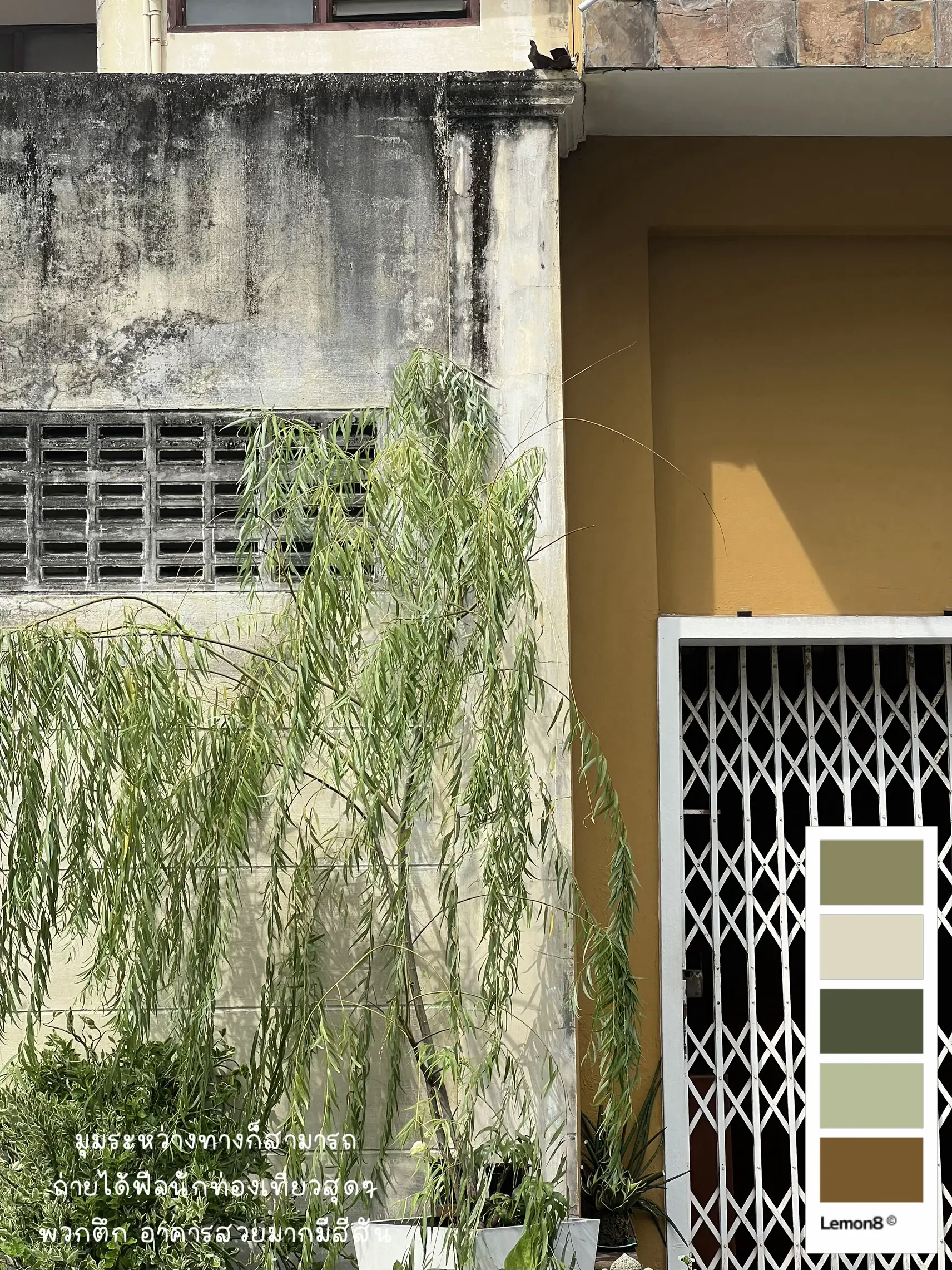 Photo shoot : มุมถ่ายรูปถนนนางงามสงขลา 🌺 | แกลเลอรีที่โพสต์โดย june.jj🍄 | Lemon8