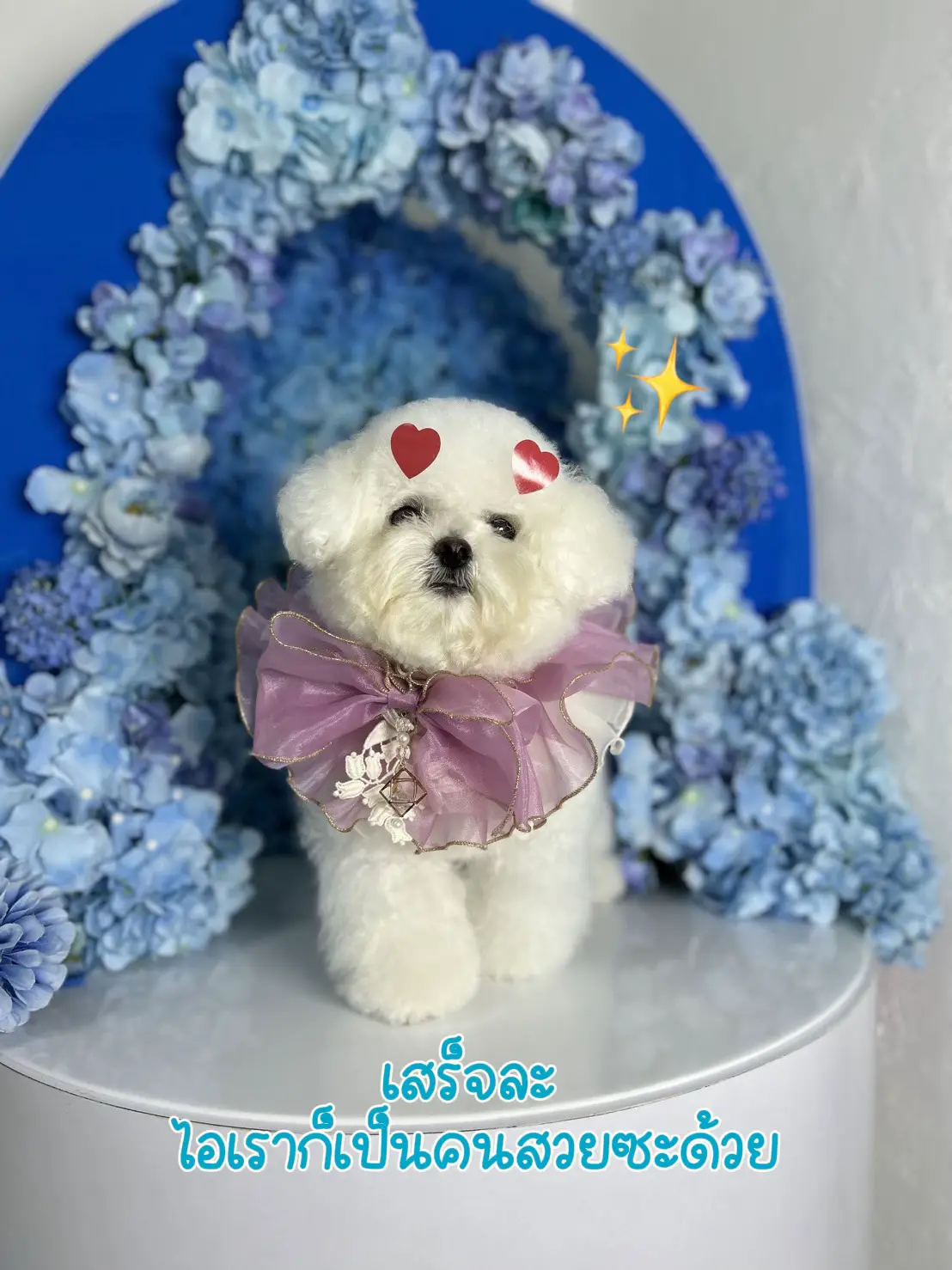 พาน้องหมามาสปาน้องเป็ด | แกลเลอรีที่โพสต์โดย หมาNami Bichon | Lemon8
