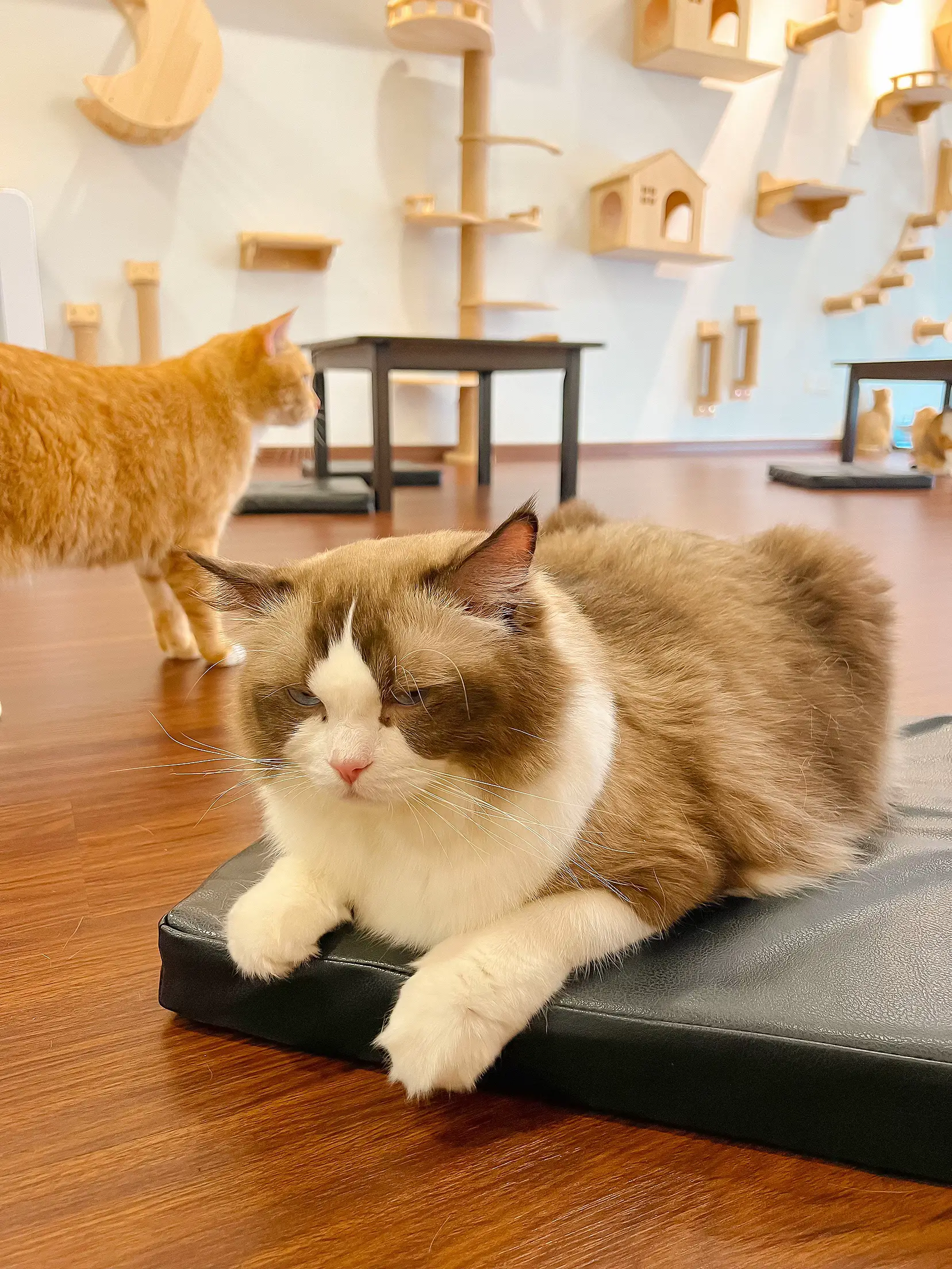Must Visit Cat Cafe For Cat Lovers! | Cuffymeow🐱💛 | Gallery posted by ...