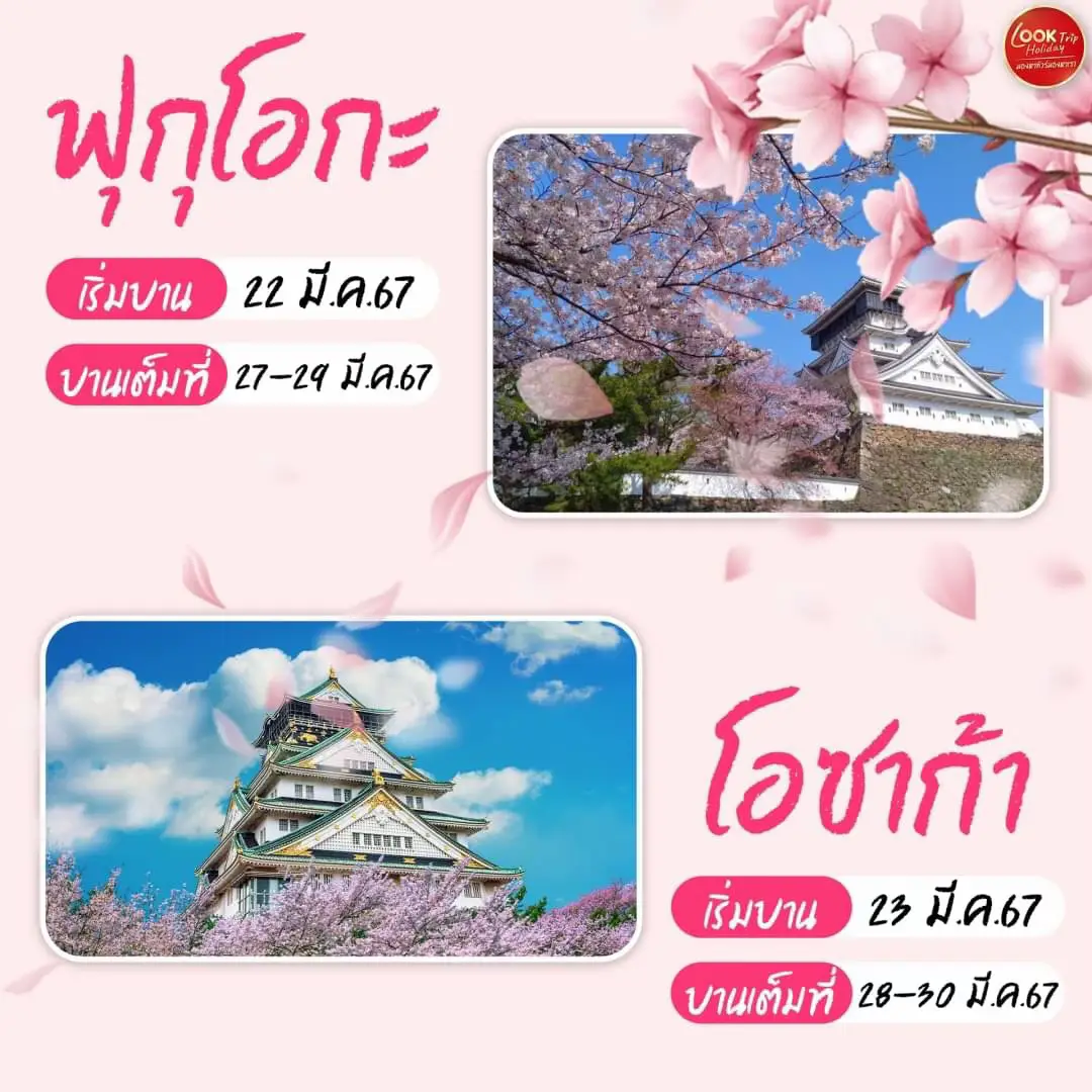 🌸มาแล้ว!! พยากรณ์ดอกซากุระที่ญี่ปุ่น ปี 2024🎌 | แกลเลอรีที่โพสต์โดย looktripholiday | Lemon8