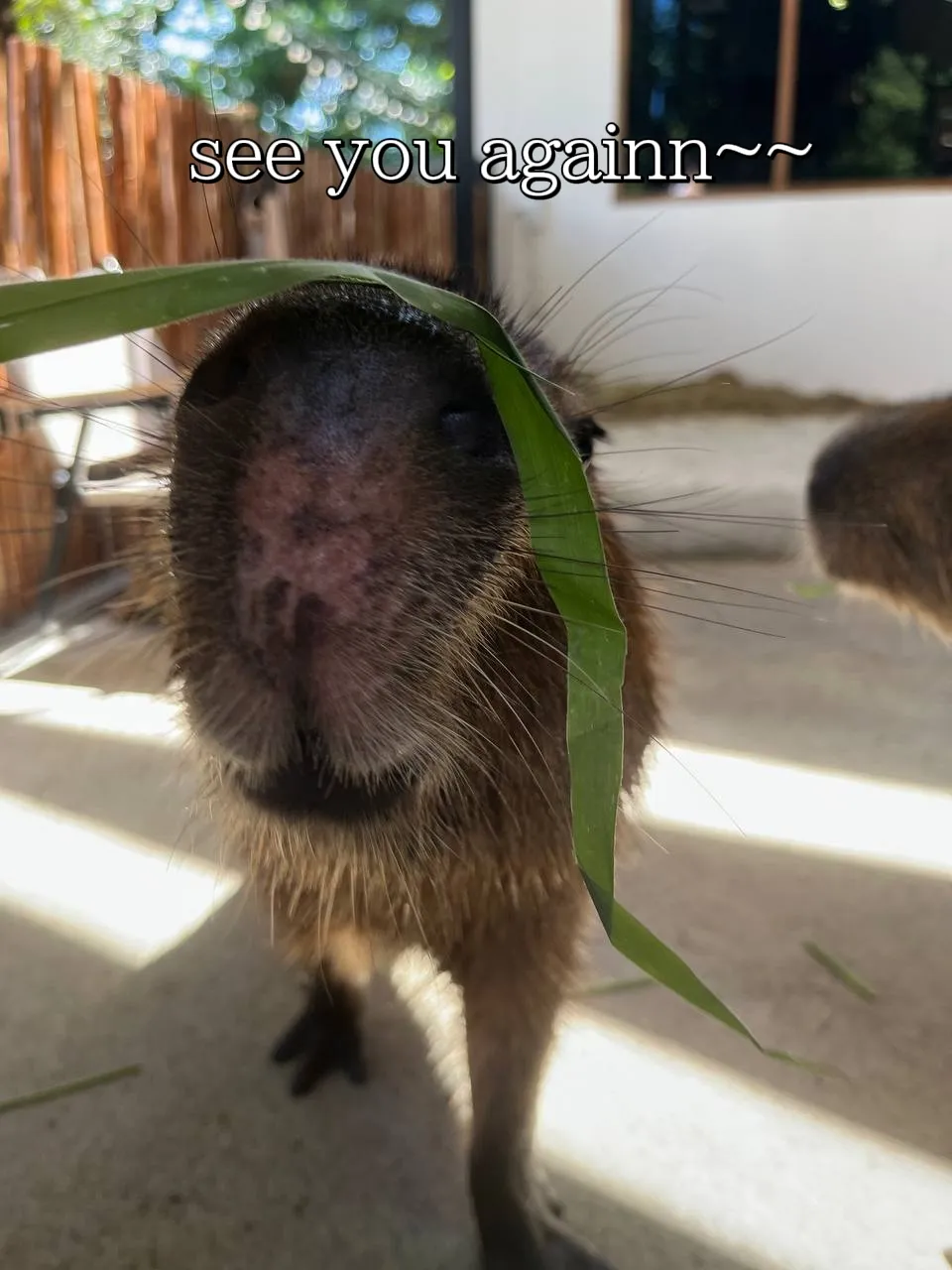 see CAPYBARAS at this Bangkok cafe!! ️ | Gallery posted by tauhui13 | Lemon8