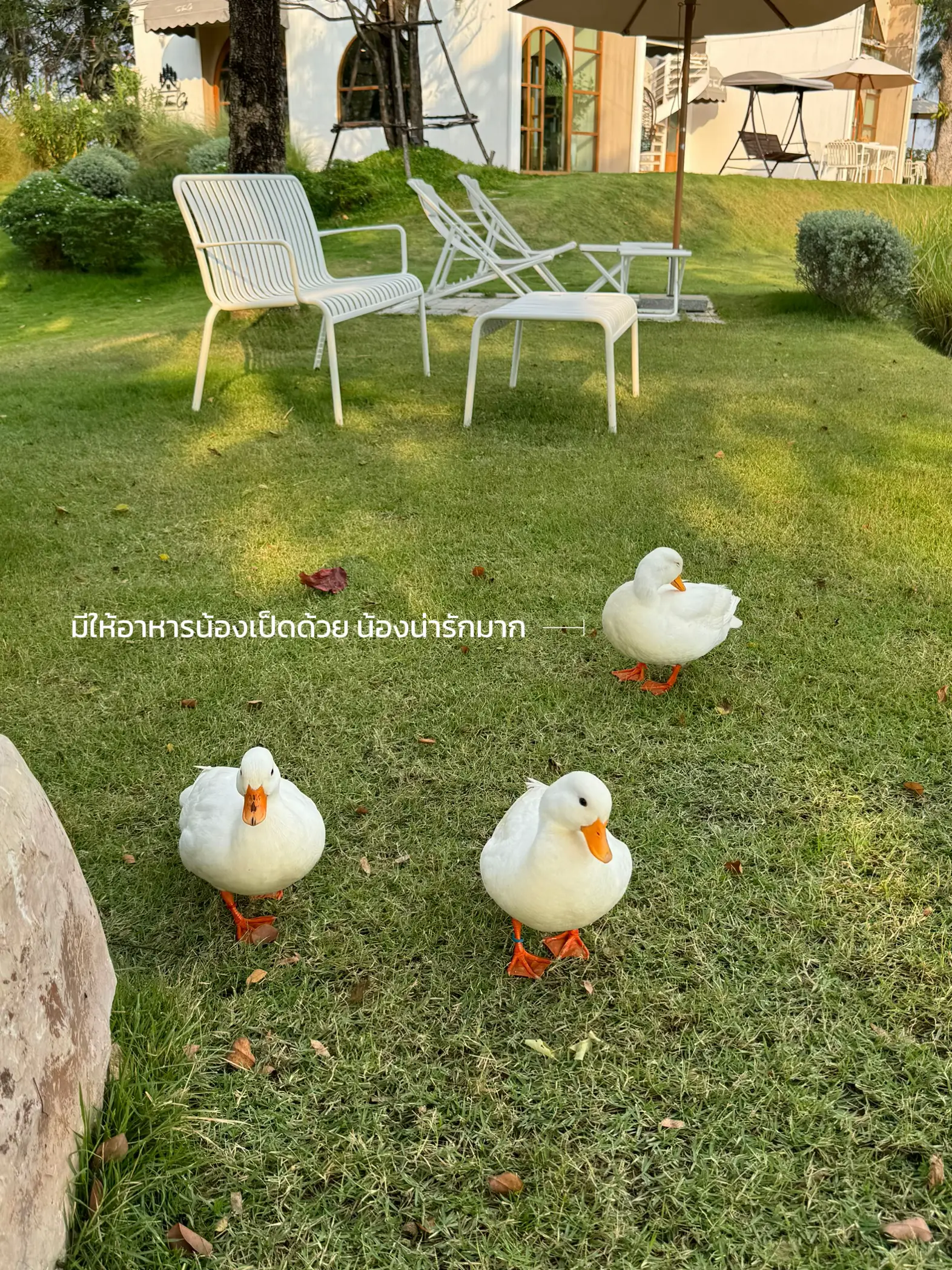 Trio Farm Cafe | คาเฟ่กาญจนบุรี ฟีลกู้ดมู้ดสงบ🌈🍃🦆 | แกลเลอรีที่โพสต์โดย ...