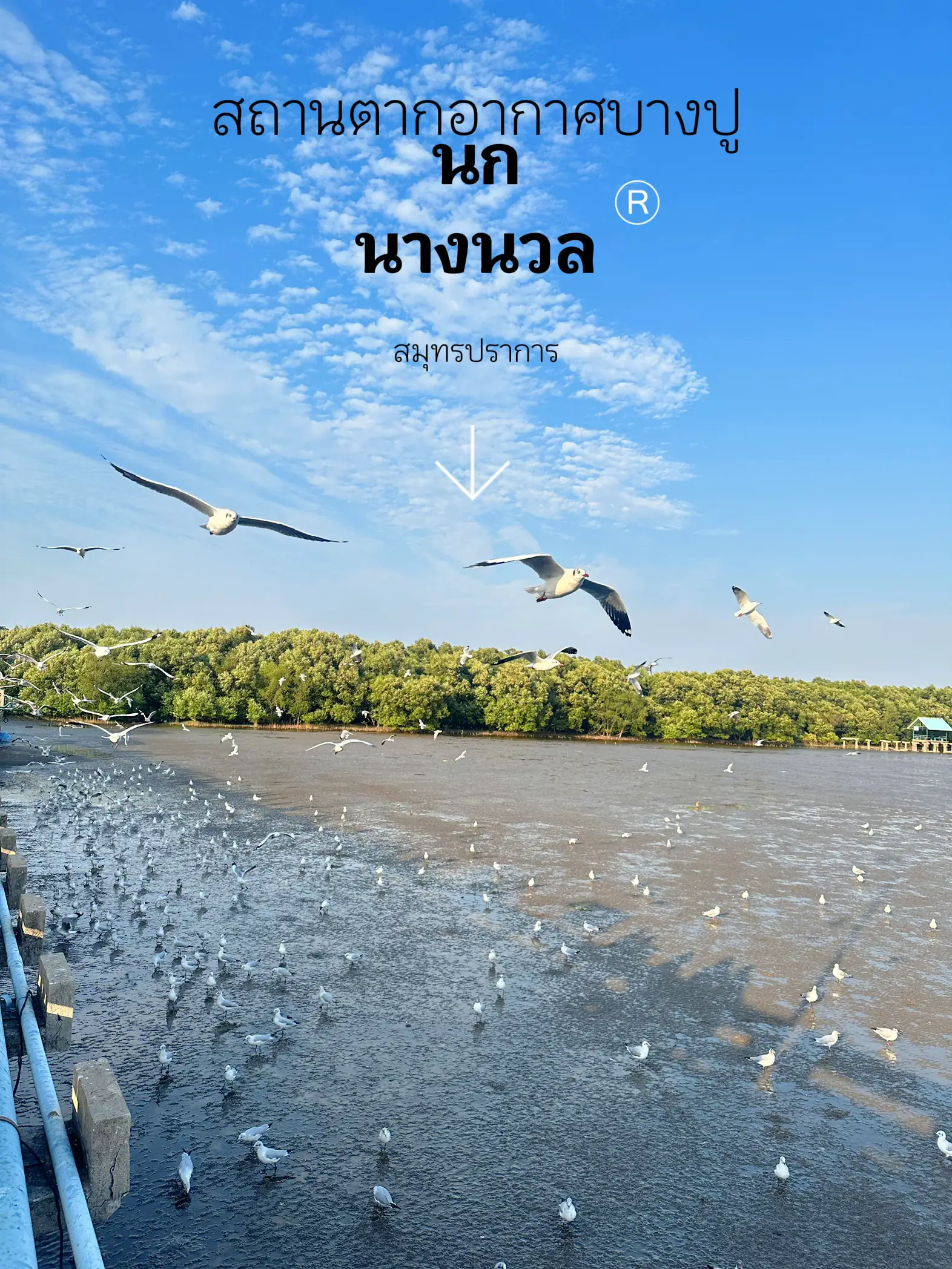 One day trip บางปู : ชมนกนางนวล | แกลเลอรีที่โพสต์โดย ☞ Nokkaew ☜ | Lemon8