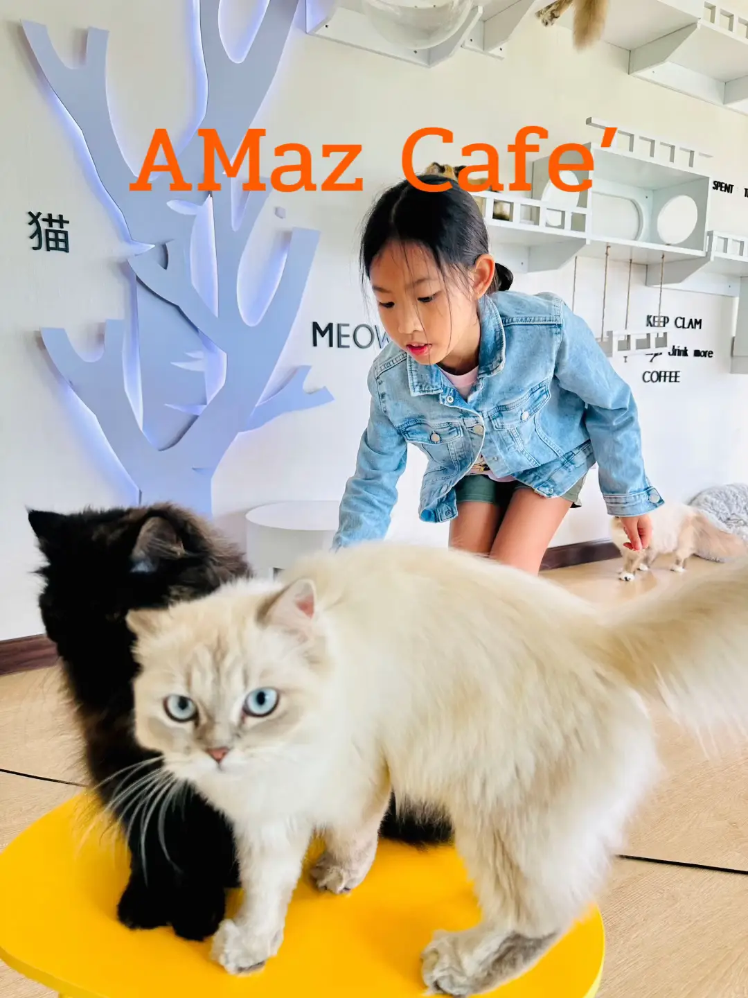 Amaz Cafe’ | วิดีโอที่เผยแพร่โดย พีโฟน เชียงราย | Lemon8