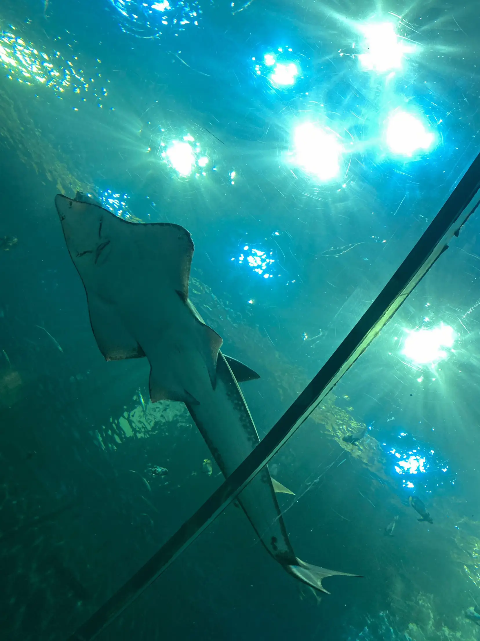 Bang Saen - Aquarium / บางแสนอควาเรีย 🐟 | แกลเลอรีที่โพสต์โดย arisara🍎 | Lemon8