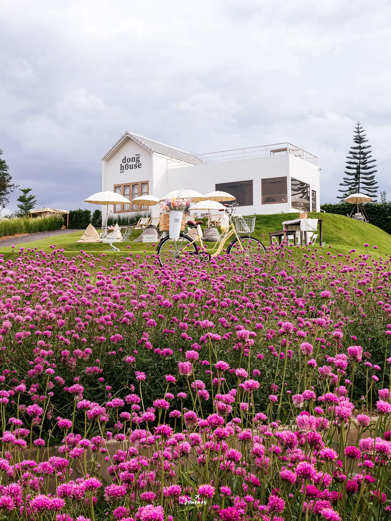 Donghouse Khaoyai คาเฟ่ดอกไม้บนเนินเขา 🏠🌸🌳 | แกลเลอรีที่โพสต์โดย หนีนาย ...