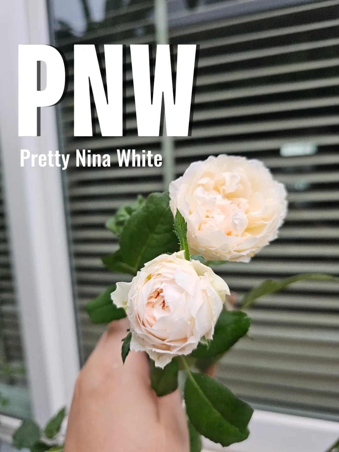 กุหลาบ Pretty Nina White หรือ PNW ช่วงหน้าฝน | แกลเลอรีที่โพสต์โดย ...