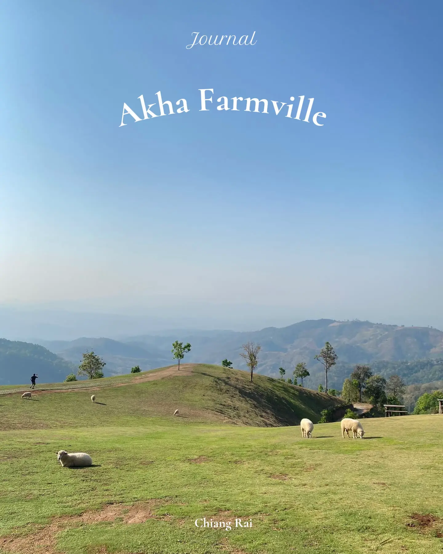 ไปเล่นกับน้องแกะบนภูเขาที่ Akha Farmville เชียงราย | แกลเลอรีที่โพสต์ ...