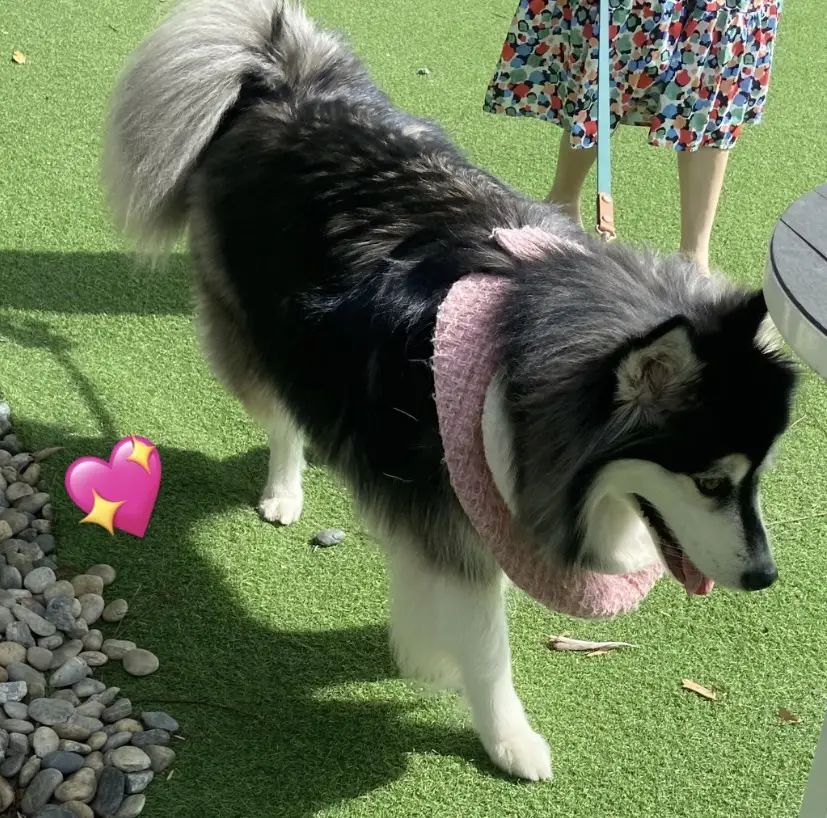 CDC Pet Park 💖🐾 พื้นที่ฟรีพาน้องหมาวิ่งเล่น | แกลเลอรีที่โพสต์โดย Rasarinrosielyn | Lemon8