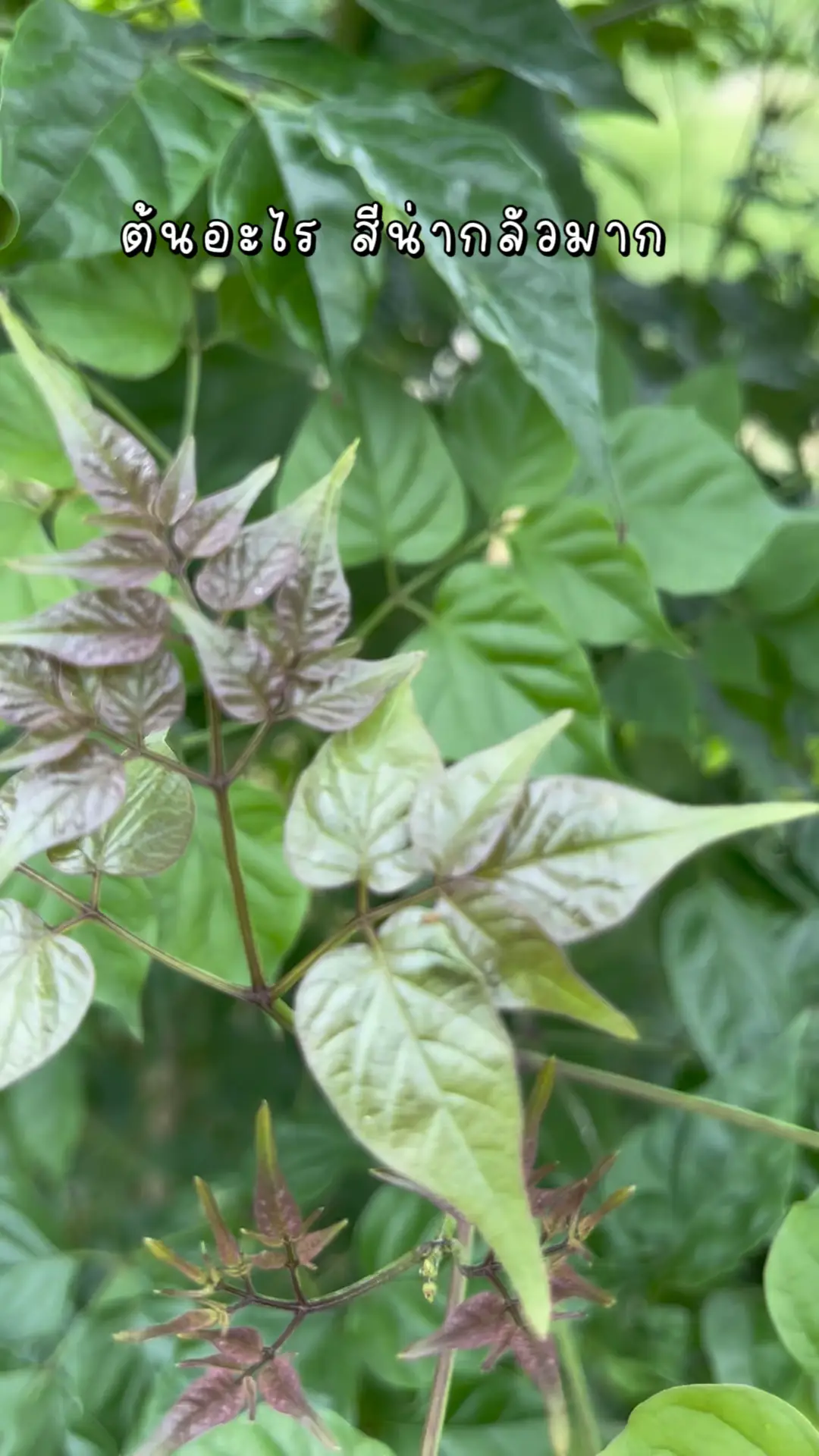 ปลูกต้นไม้ | วิดีโอที่เผยแพร่โดย บ้านสวนchaiwat | Lemon8