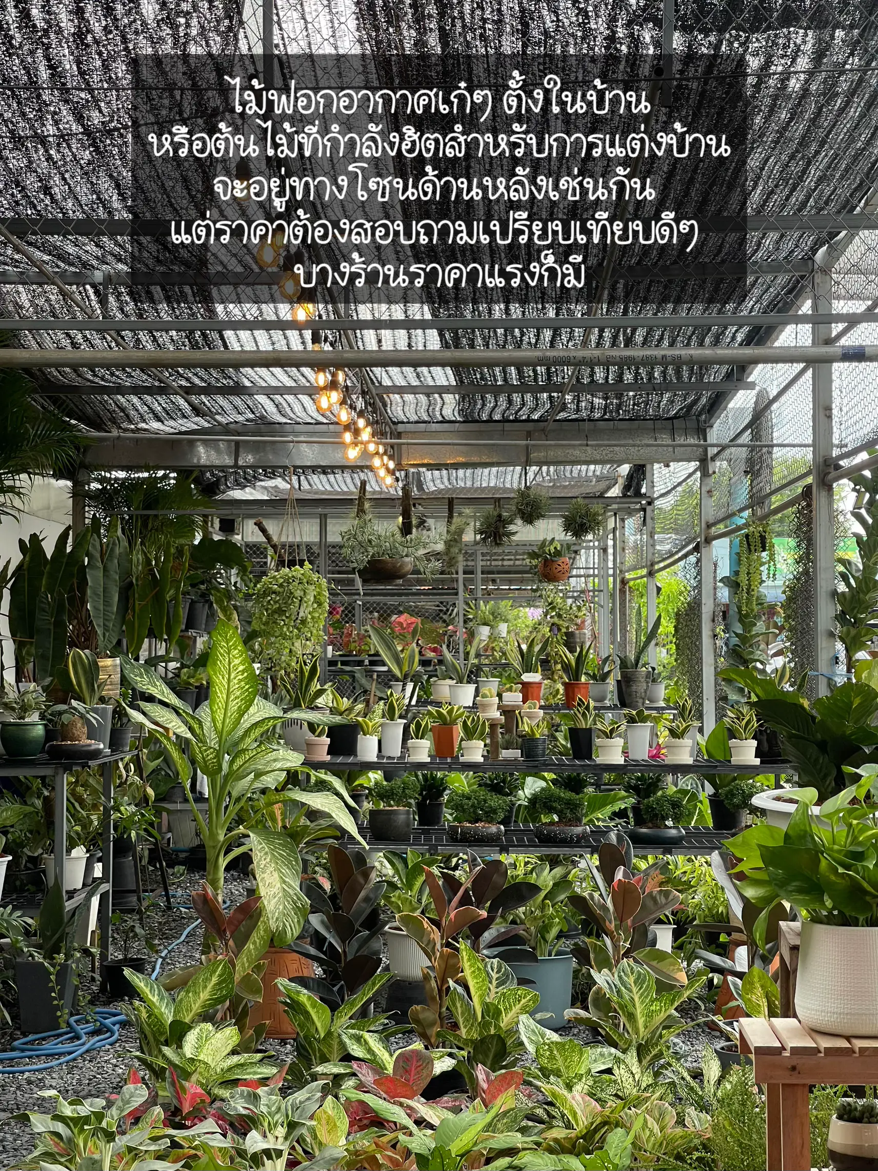 พาไปส่องตลาดต้นไม้ย่านบางบัวทอง 🚘 สมบัติบุรี 🌳🌿 แกลเลอรีที่โพสต์โดย