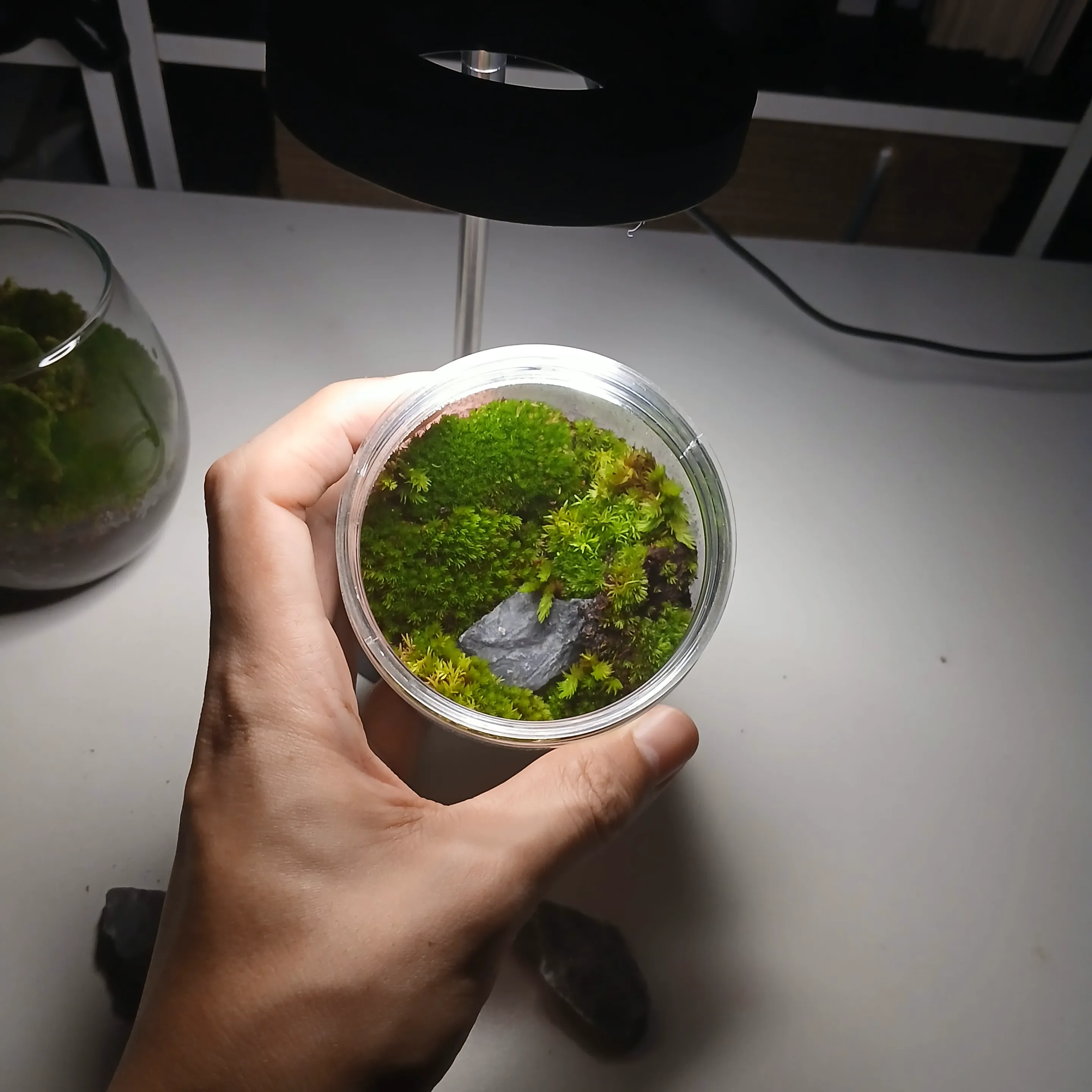 ผลงานสวนขวด ⛰️ all moss🌳 | แกลเลอรีที่โพสต์โดย Terraria | Lemon8