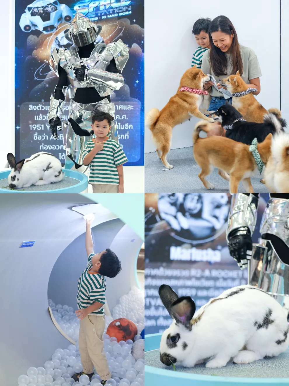 งานสัตว์เลี้ยงเข้าชมฟรี! ที่ซีคอน🦮🐈 | แกลเลอรีที่โพสต์โดย LA-WANder | Lemon8