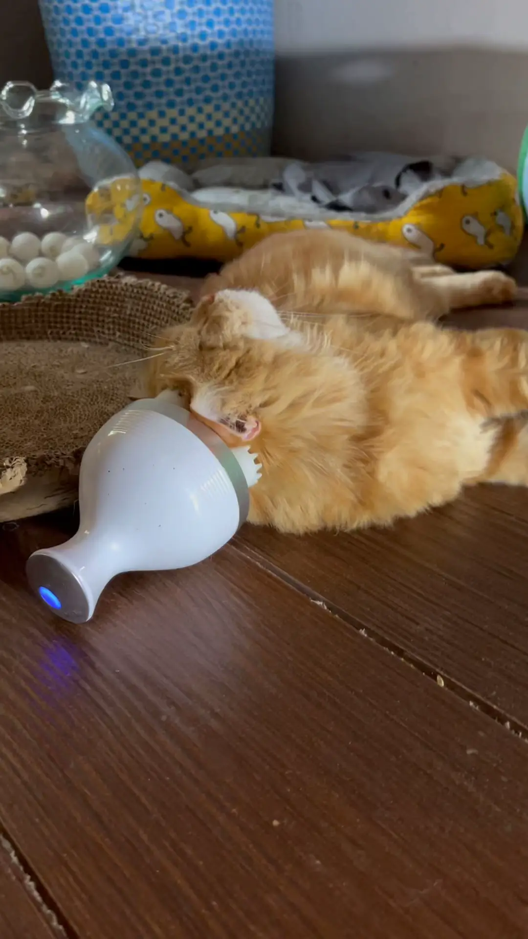 cat_jevon โพสต์ผลงานแล้ว ดูและ | วิดีโอที่เผยแพร่โดย เฮียจีวอน | Lemon8