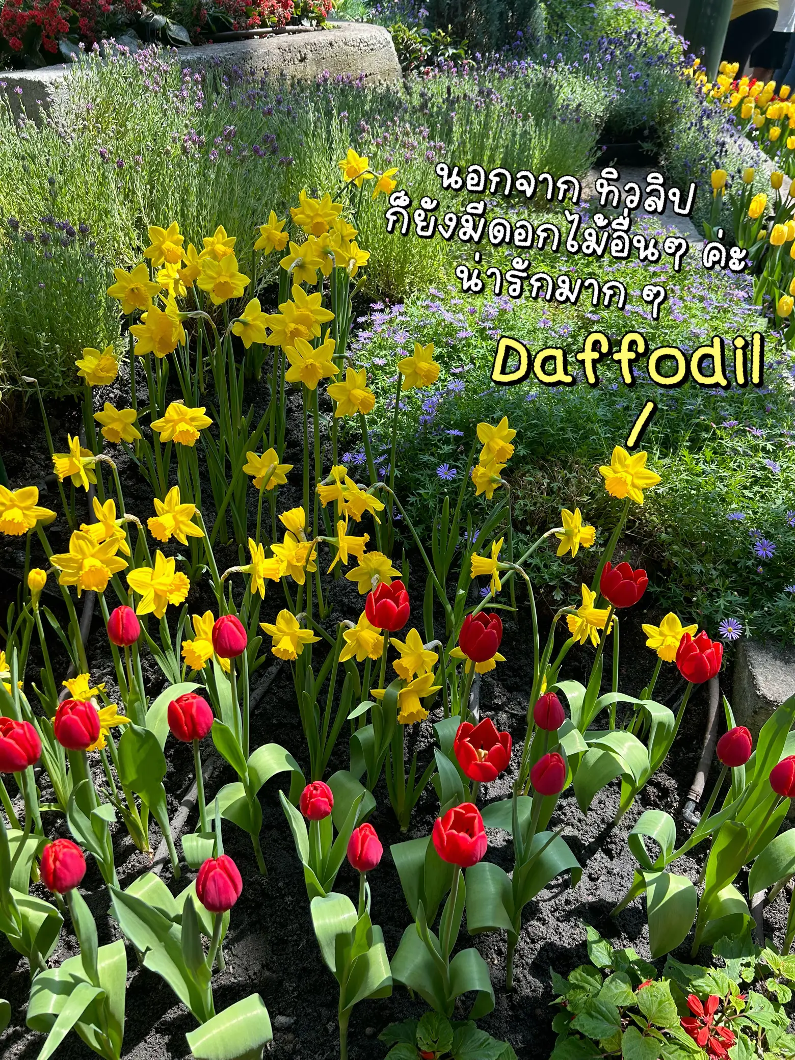 รีวิว ไปดูทิวลิปที่ระยอง สวย ฟรี มีให้ชมตลอดปี 🌷 | แกลเลอรีที่โพสต์โดย mary j prae | Lemon8