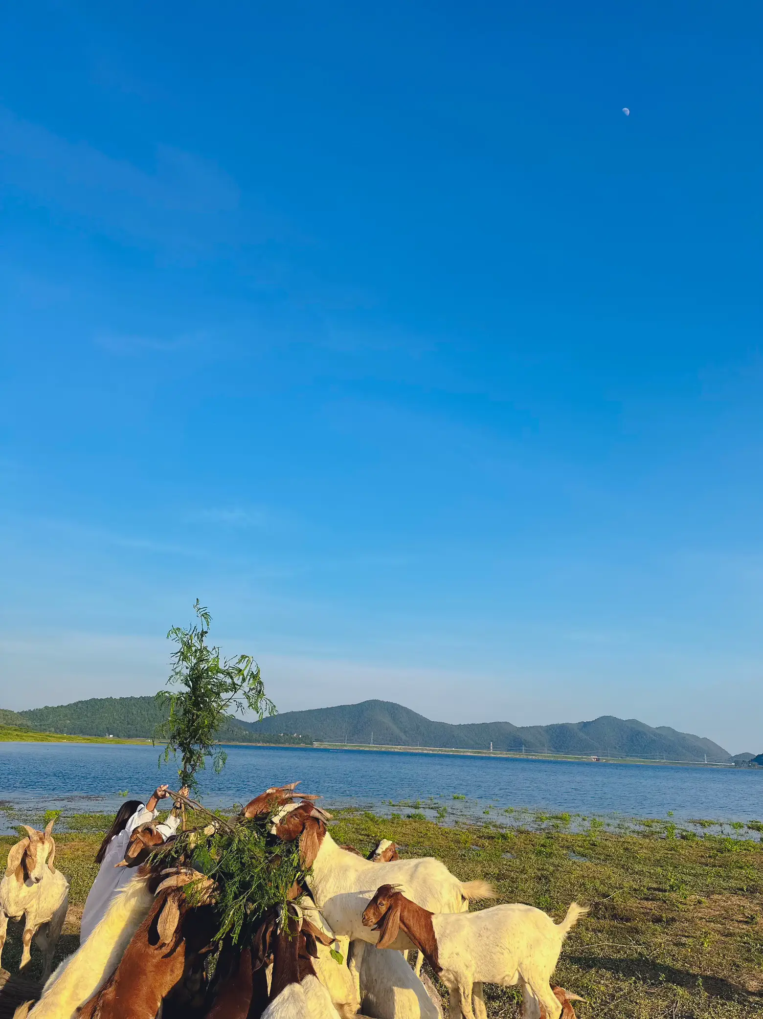 ถ่ายรูปกับน้องแพะที่เขื่อนปราณบุรี | แกลเลอรีที่โพสต์โดย Reerun_WS | Lemon8