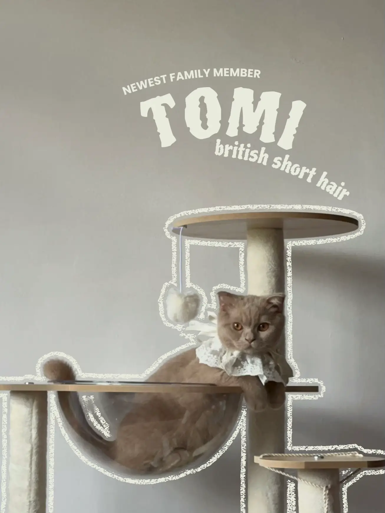 Meet Tomi: The best first cat you can ever ask for | Gallery posted by ...