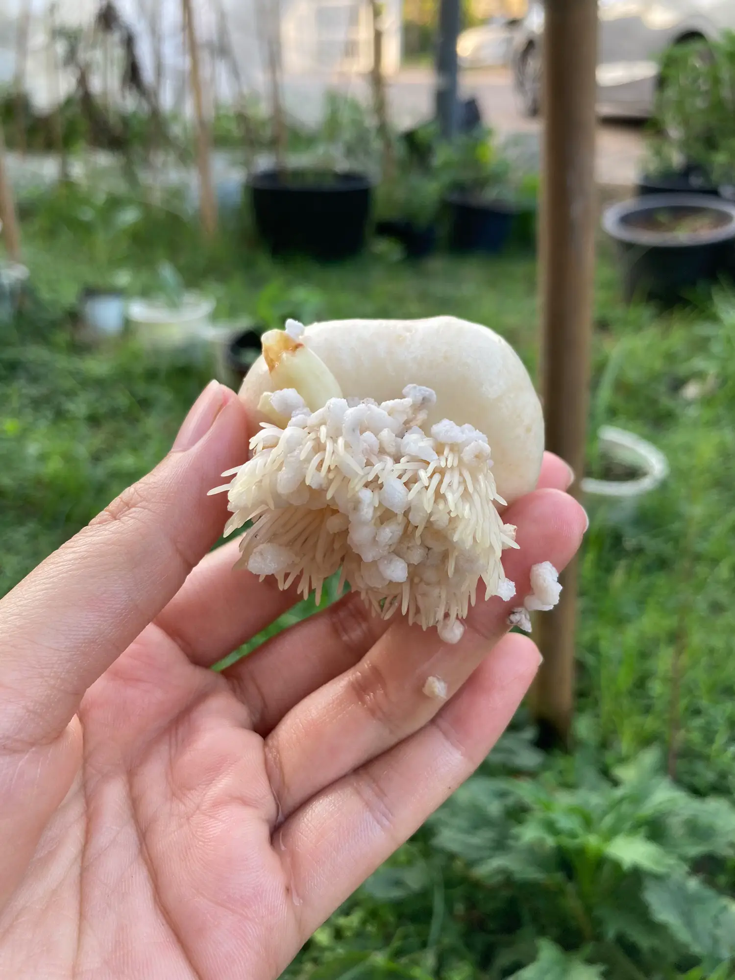 ep.2 อัพเดททิวลิป | แกลเลอรีที่โพสต์โดย blossomgirl🌸 | Lemon8