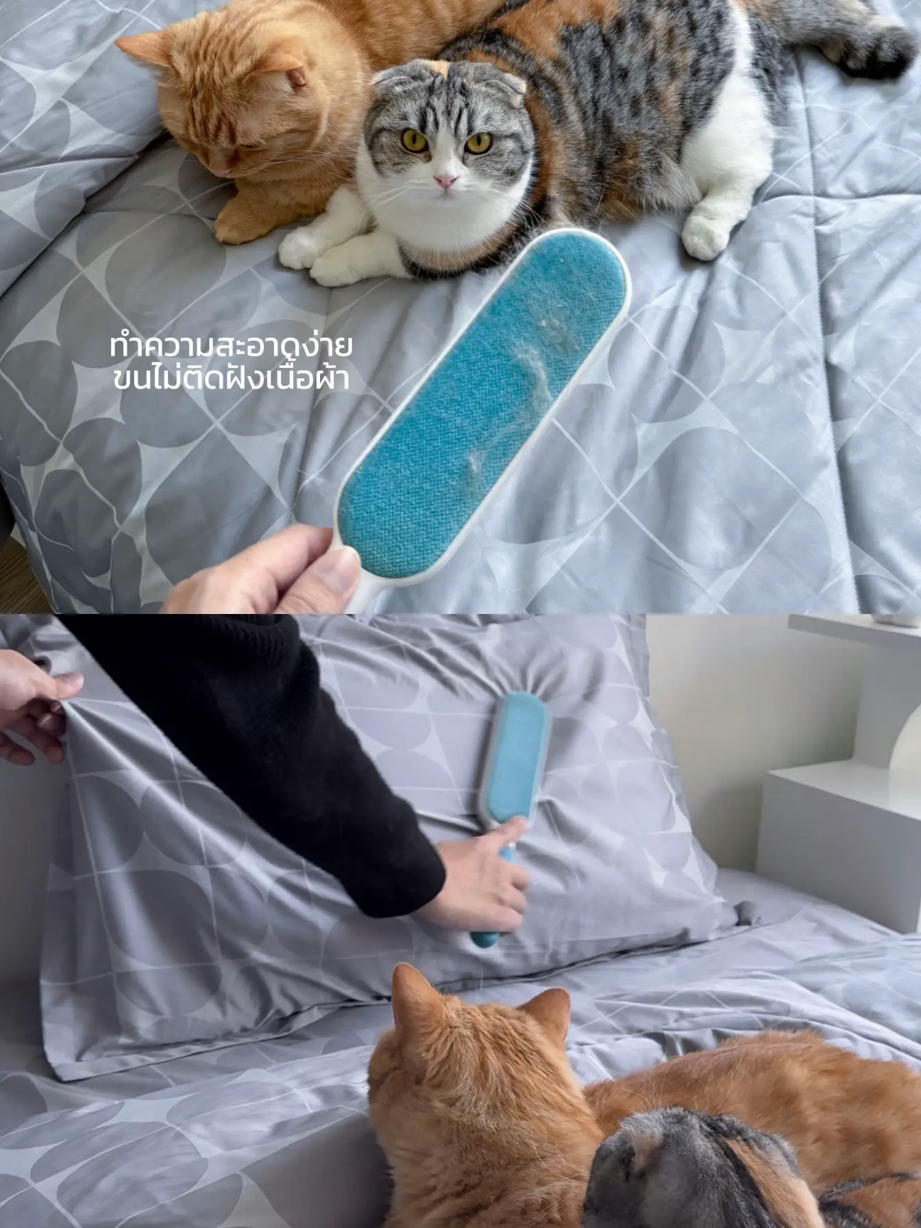 ป้ายยา ผ้าปู PET FRIENDLY ที่นุ่ม ลื่น และเย็น จาก JUBily 🩶🩵 | แกลเลอรี ...