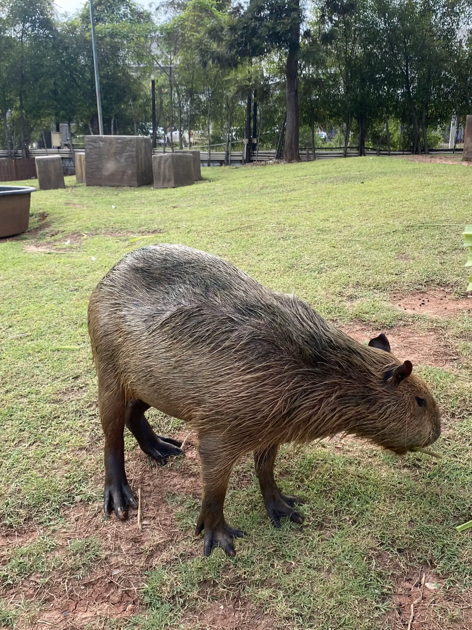 Khon kaen exotic pets. | แกลเลอรีที่โพสต์โดย Kapook | Lemon8