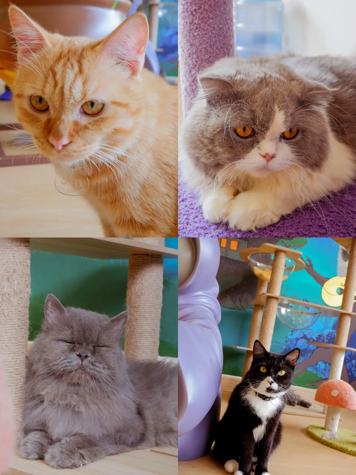 คาเฟ่แมวย่านบางบ่อ สมุทรปราการ | แกลเลอรีที่โพสต์โดย NAPATSANAN.B | Lemon8