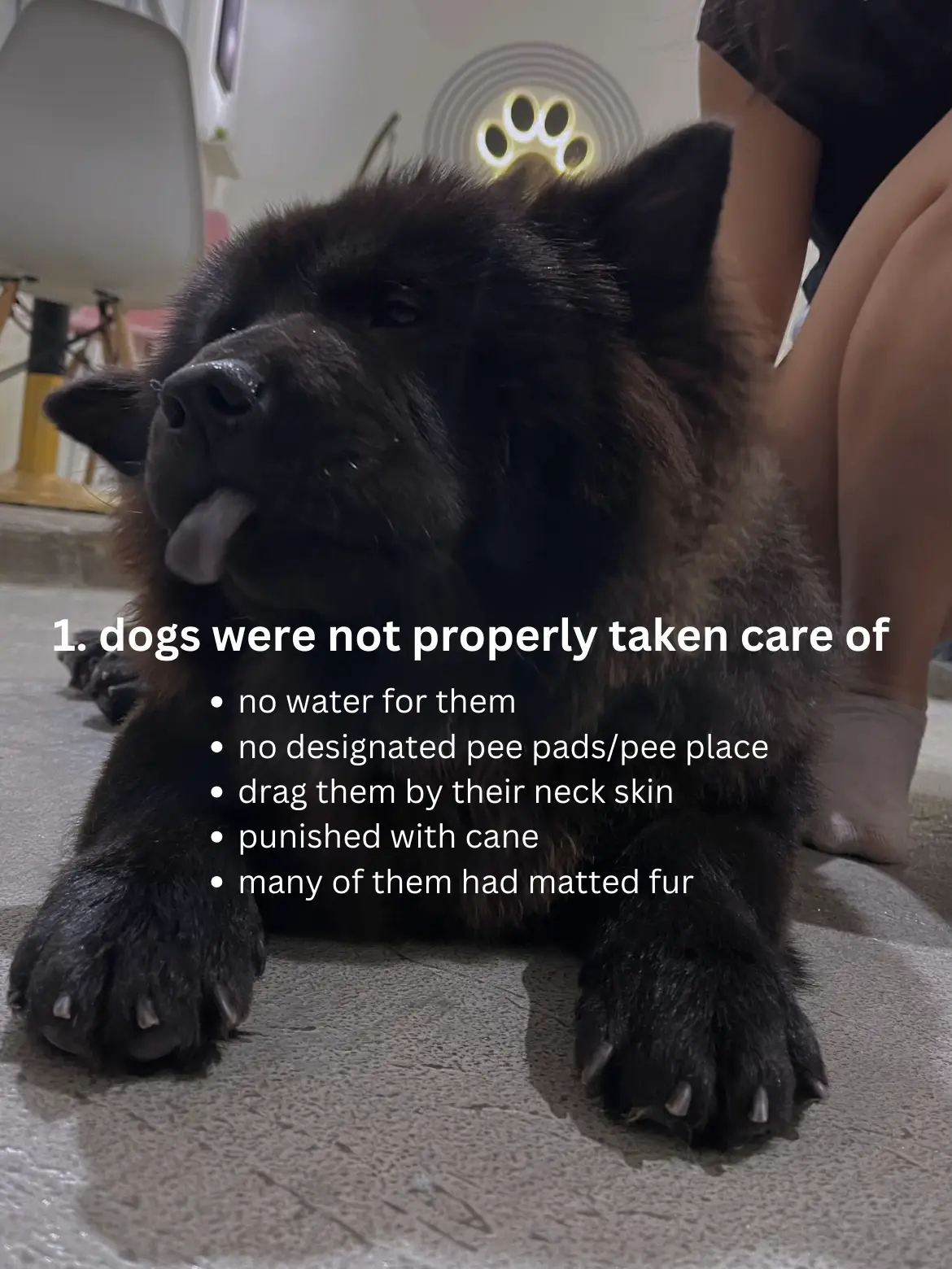 my honest review on chow q cafe in jb 🐕🐈‍⬛ | Gallery posted by faith ッ ...