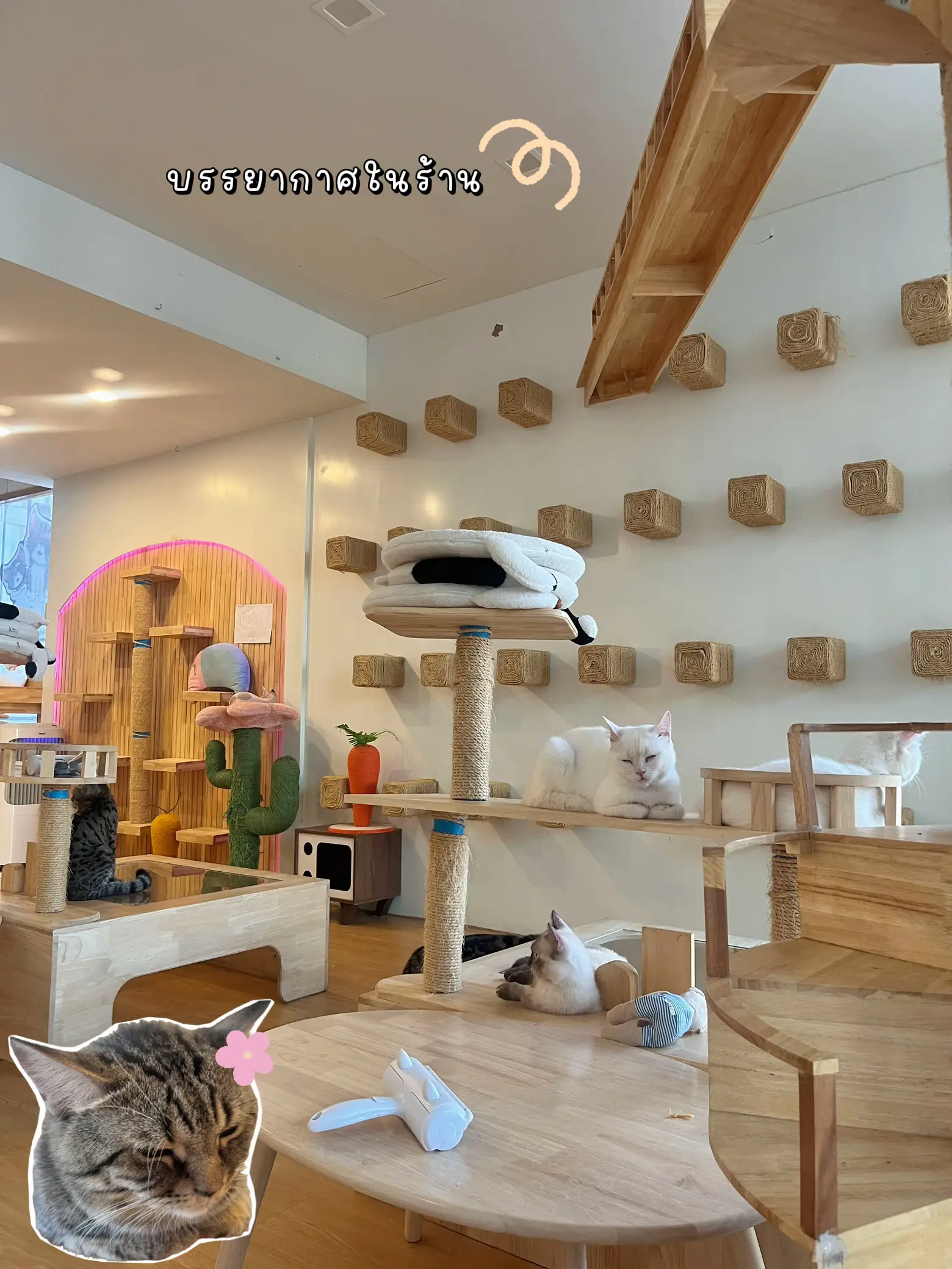 Cat Smile Cafe 🐾🍹ค่าเฟ่แมวย่านรัชโย | แกลเลอรีที่โพสต์โดย ANN’E | Lemon8