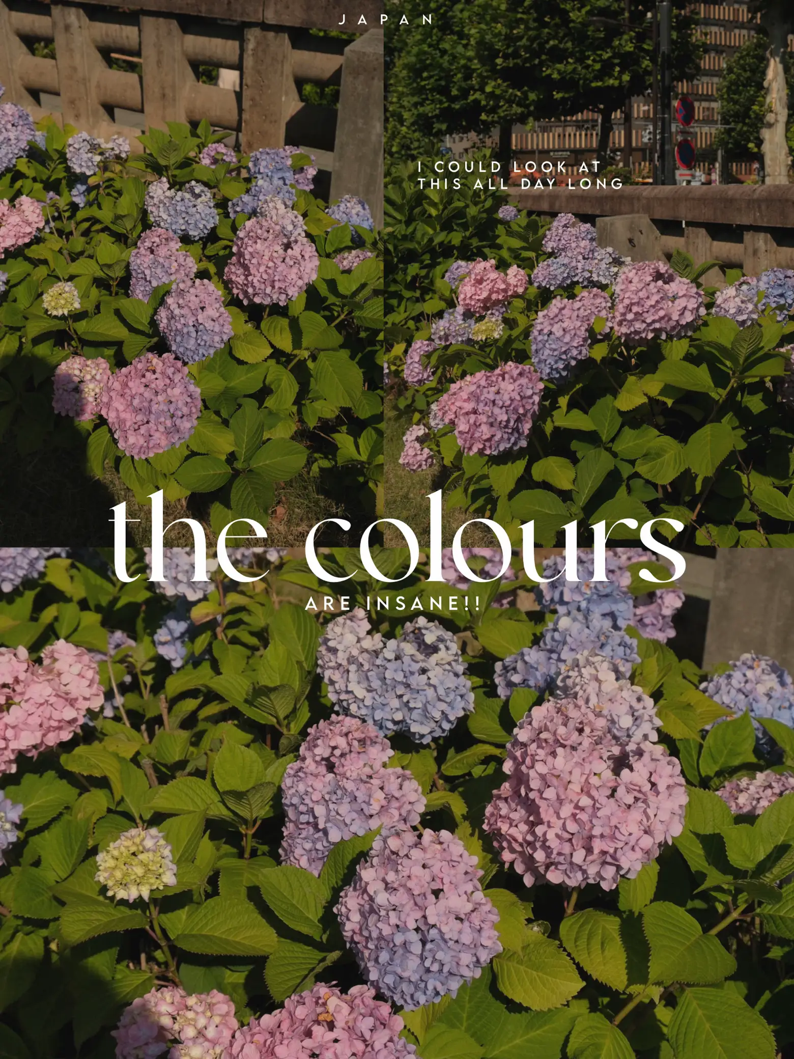 Japan: Come In June For BEAUTIFUL HYDRANGEAS | Gallery posted by Regina L. | Lemon8