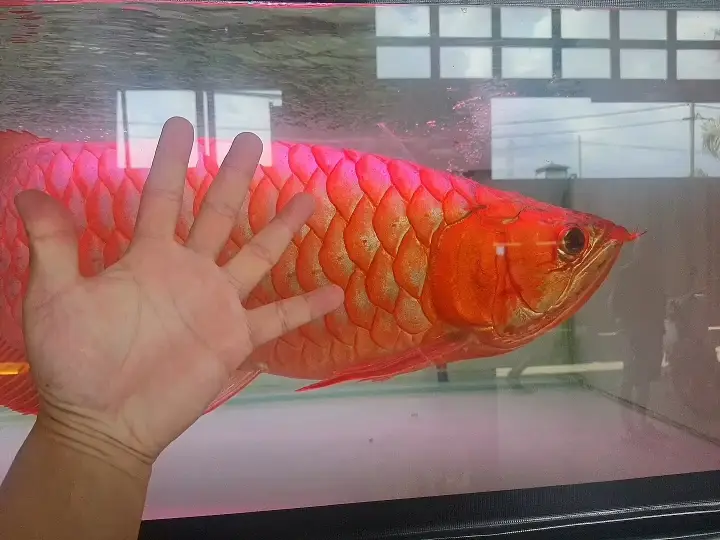 Giant Super red Arowana | วิดีโอที่เผยแพร่โดย Tanaphat M. | Lemon8