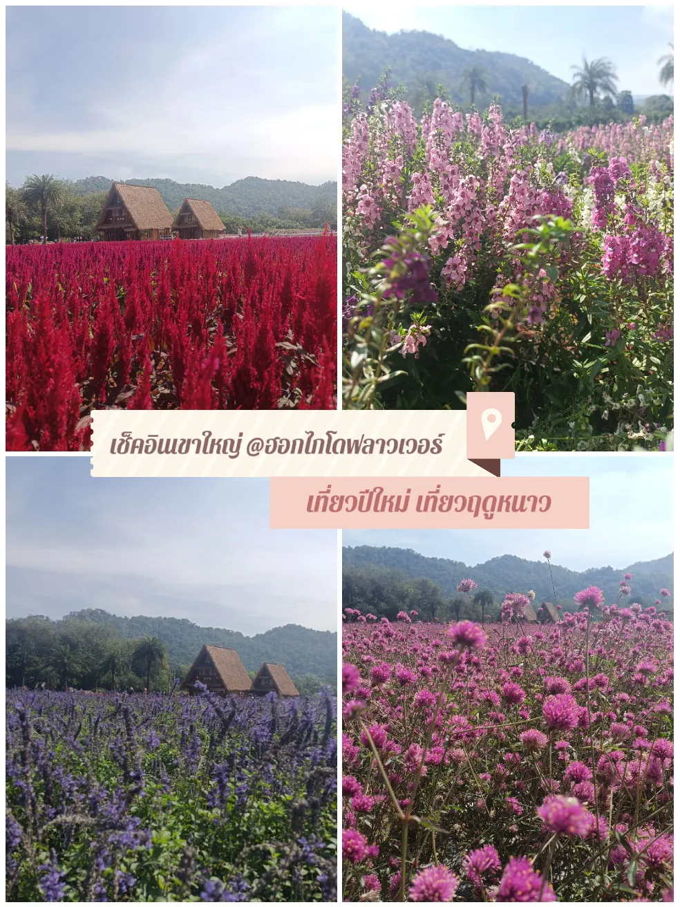 Check in Khao Yai @ Hokkaido Flower | Gallery posted by aobchey_ka | Lemon8
