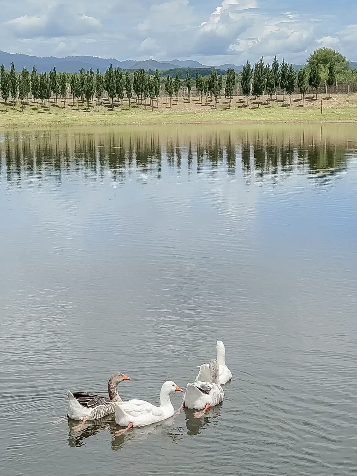ISBJØRN คาเฟ่เชียงดาว🌱 | แกลเลอรีที่โพสต์โดย Sanakss⁎𐙚 ࣪ ׅ | Lemon8