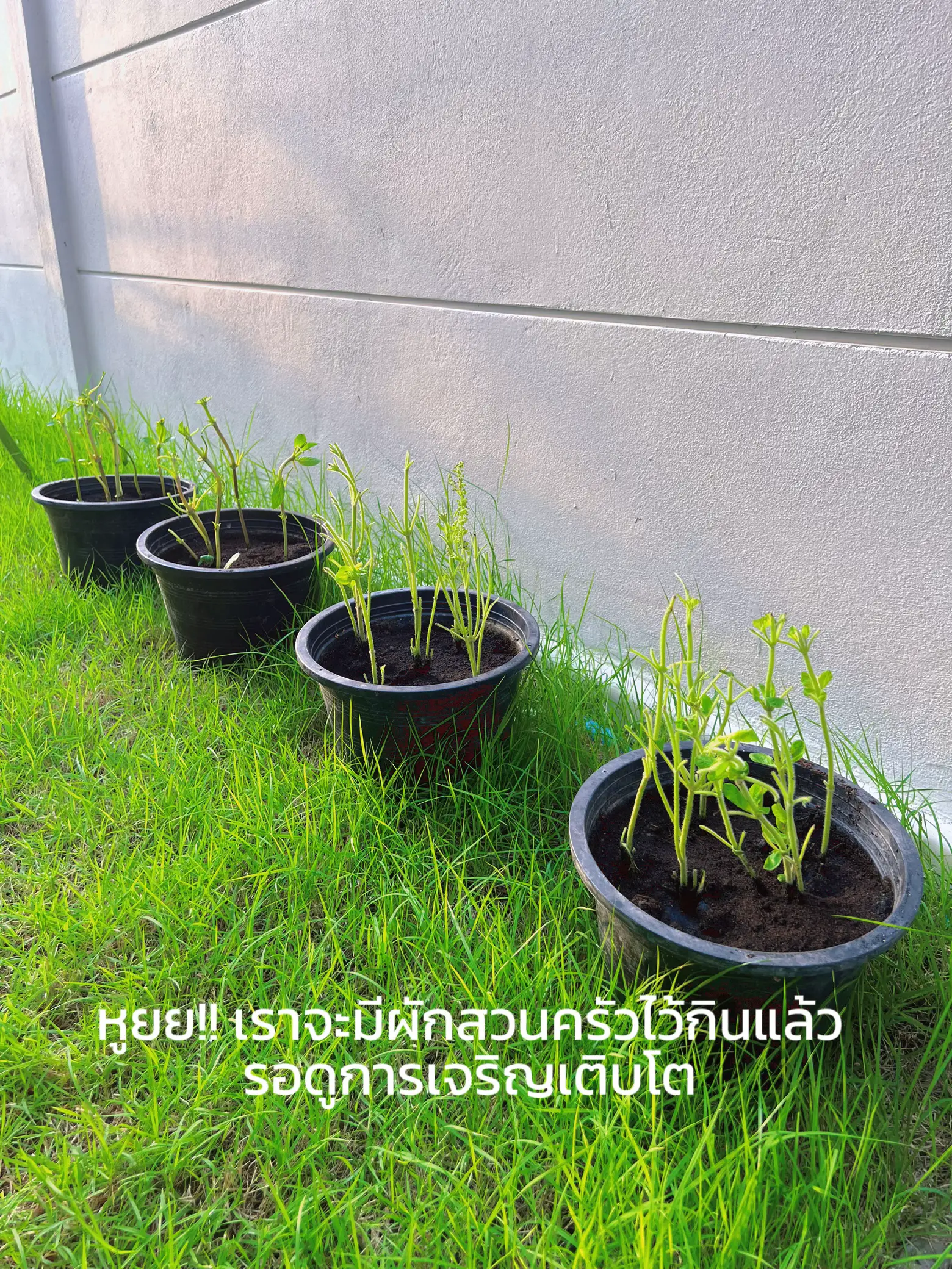 ปลูกกะเพรา และ โหระพา อย่างง่าย | แกลเลอรีที่โพสต์โดย TP Studio Home | Lemon8