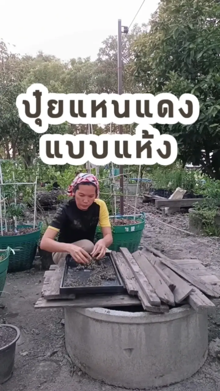 ปุ๋ยแหนแดงแบบแห้ง | วิดีโอที่เผยแพร่โดย ป๊อบ เกษตรป๊อบๆ | Lemon8