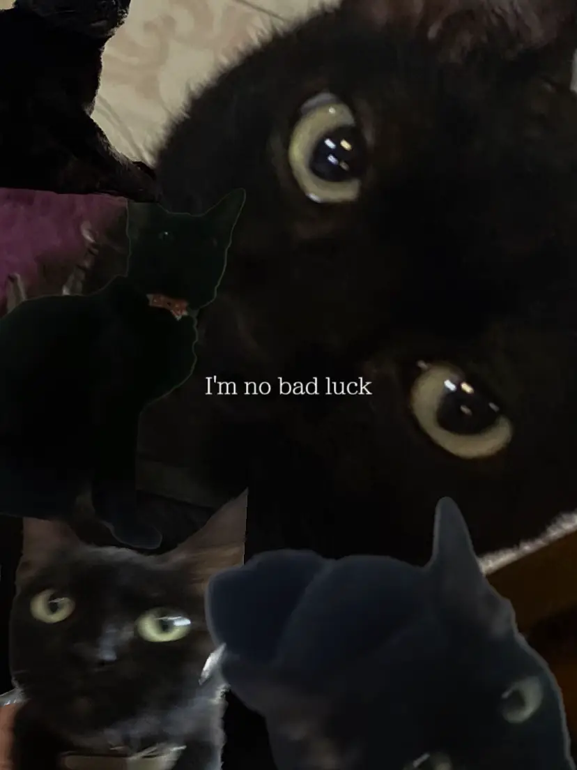 Black cats are not bad luck! 🖤🐈‍⬛ | Galeri disiarkan oleh Ran | Lemon8
