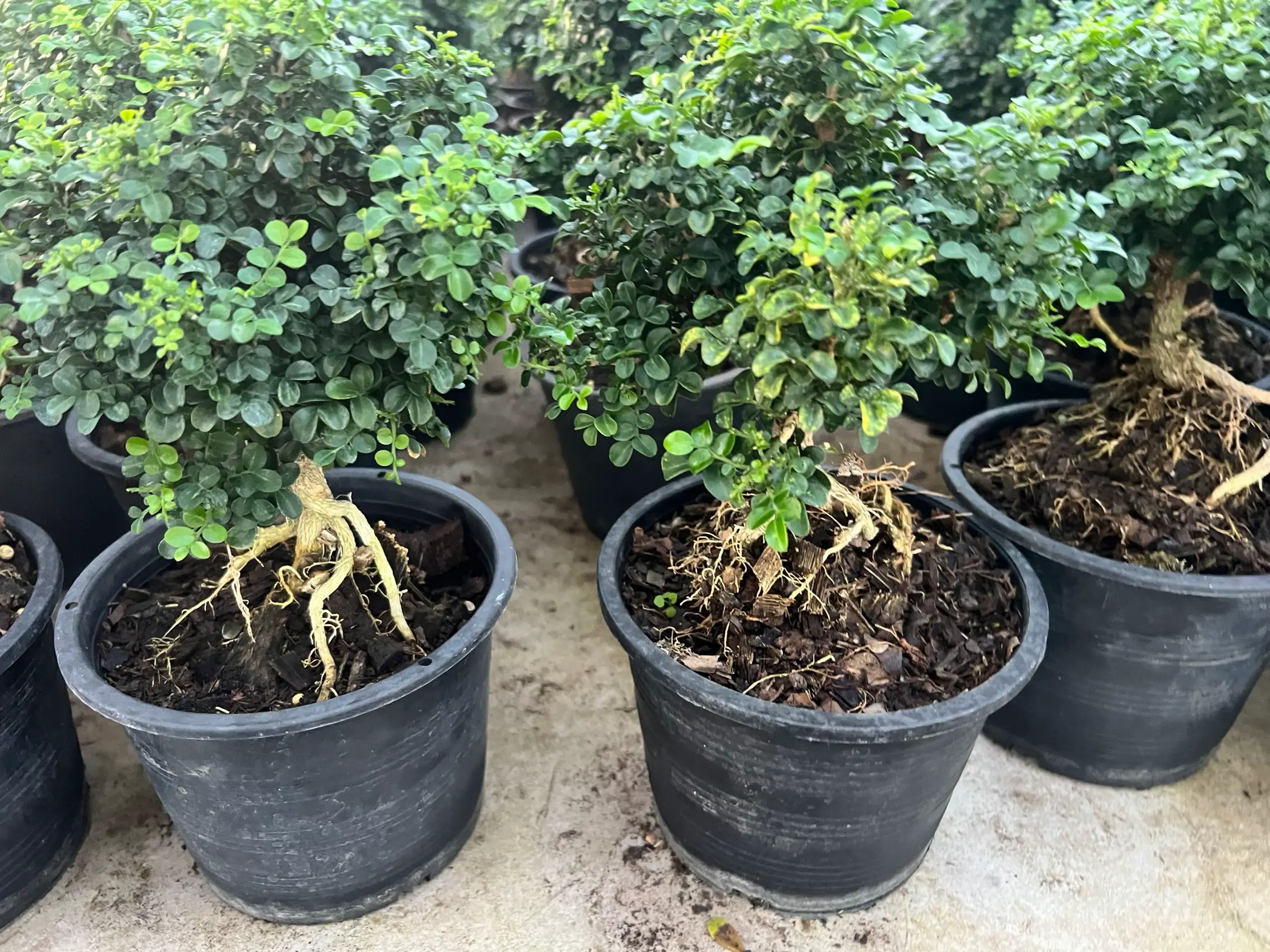 Dwarf Glass Tree. Tiny Wood Suitable To Adorn Your Home Decor | Gallery ...