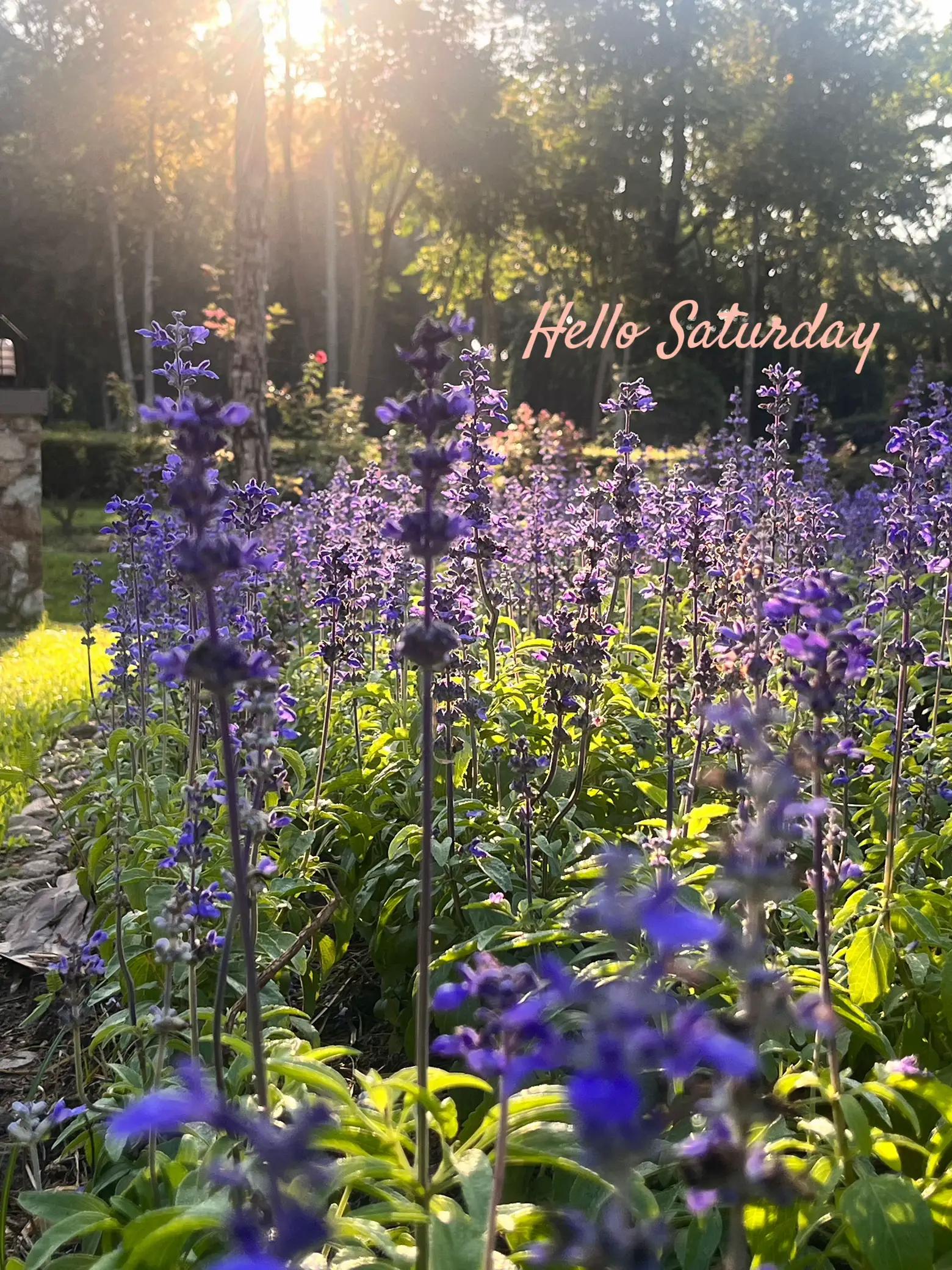 Hello Saturday | แกลเลอรีที่โพสต์โดย Yacht | Lemon8