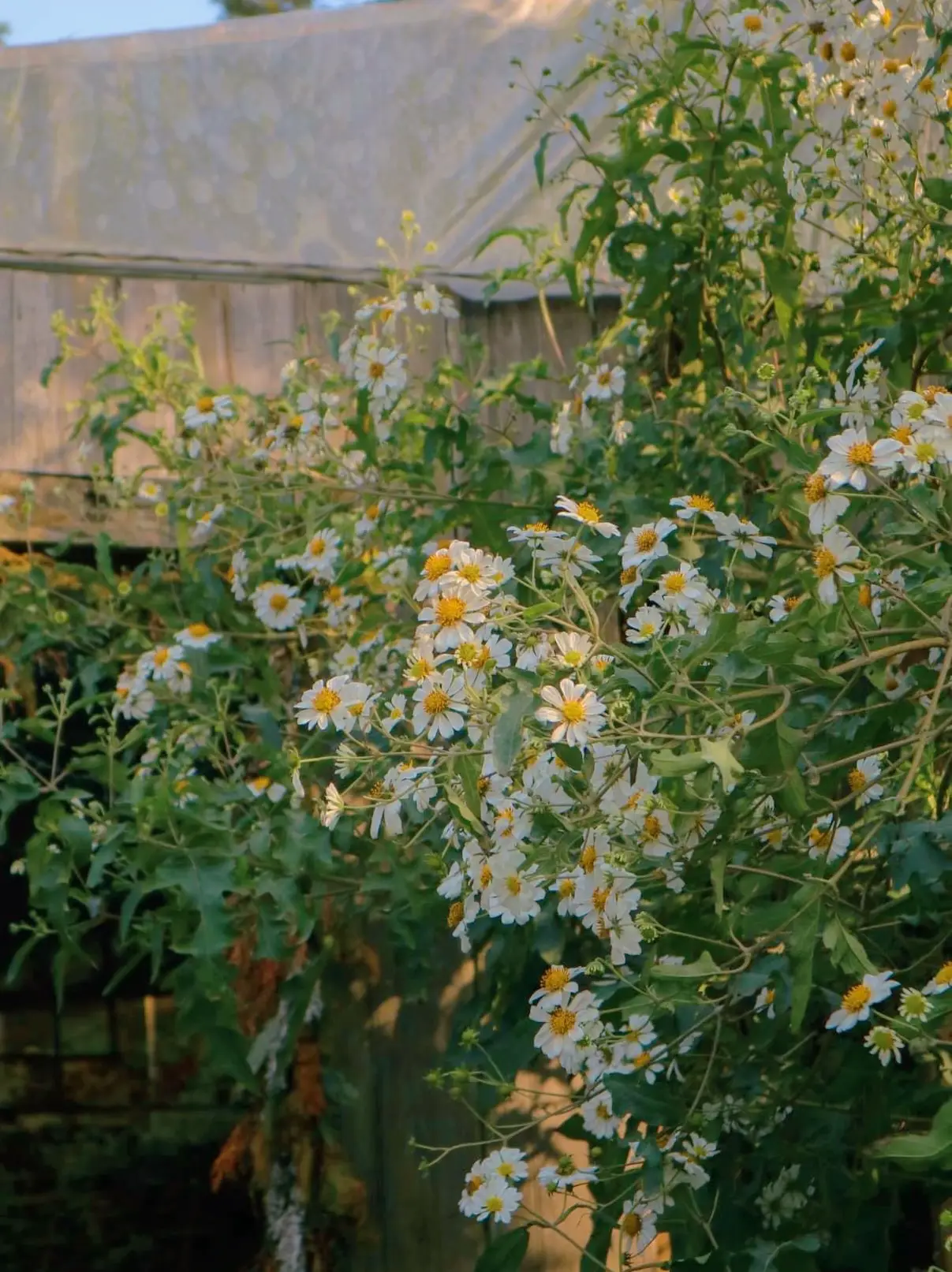 DINNER IN DALAT | แกลเลอรีที่โพสต์โดย โสดแล้วไปไหน !! | Lemon8