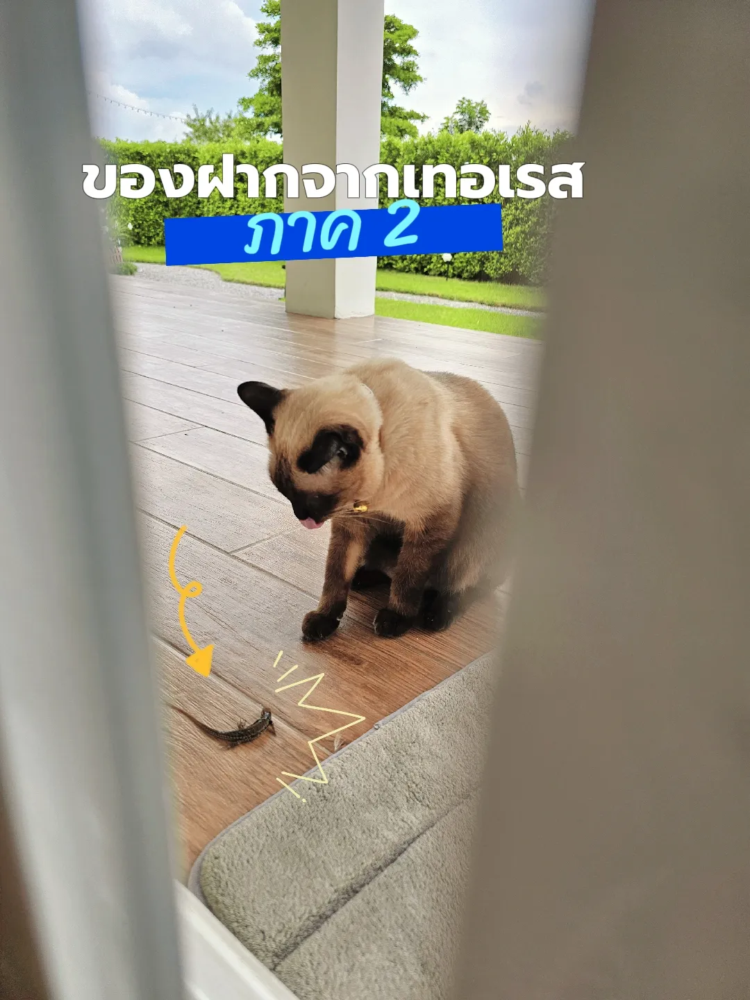 ของฝากจากแมว ภาค2 | แกลเลอรีที่โพสต์โดย Ifah fifah | Lemon8