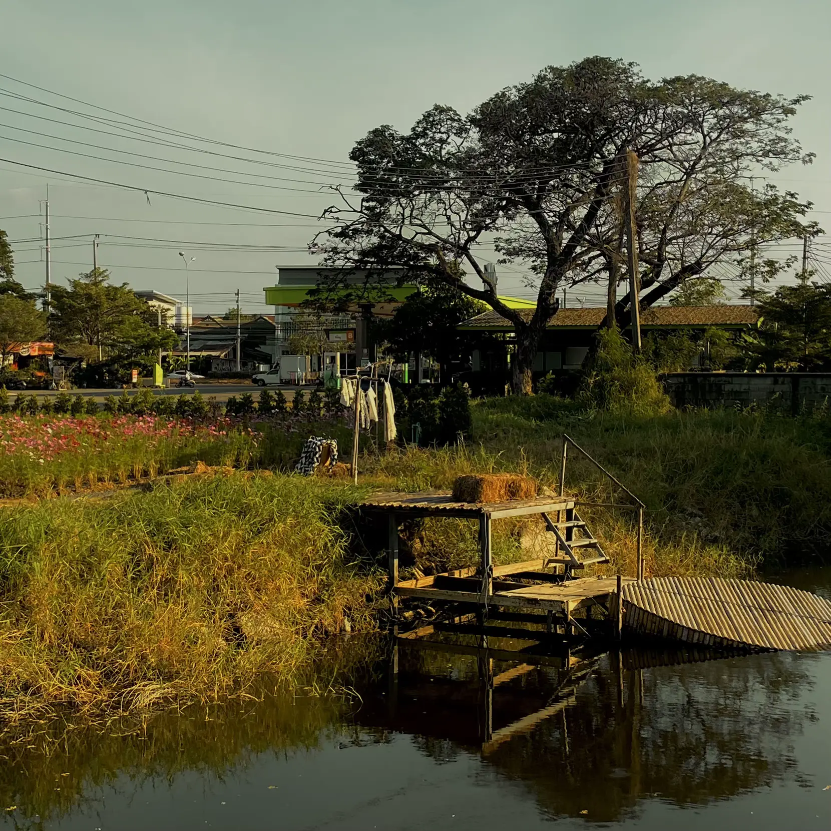 Faifo Forest • korat 🌸📸 #ไฟโฟ่ส่งท้ายซีซั่นสาม | แกลเลอรีที่โพสต์โดย เพจไปกับลุง | Lemon8