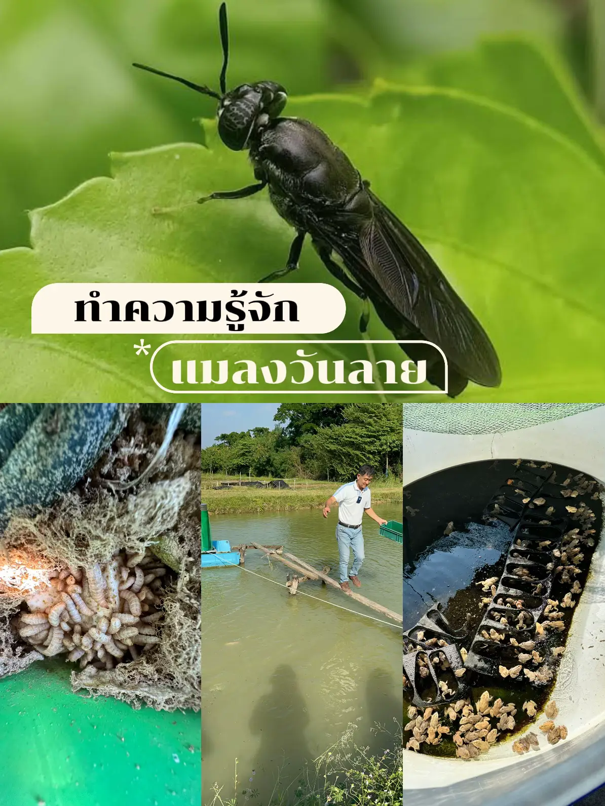 ทำความรู้จักแมลงวันลาย Black Soldier fly | แกลเลอรีที่โพสต์โดย Gifvity ...