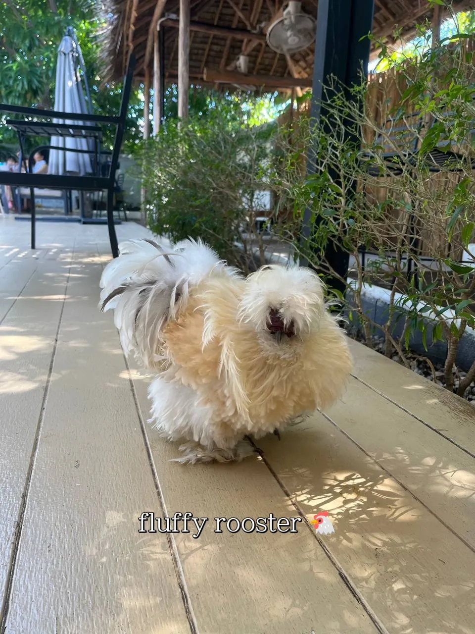 best capybara cafe in Bangkok - Lemon8 Search