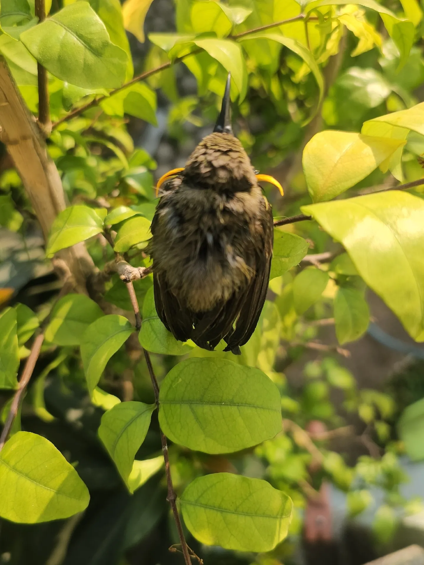 นกน้อยน่ารัก | แกลเลอรีที่โพสต์โดย Natya Berry | Lemon8