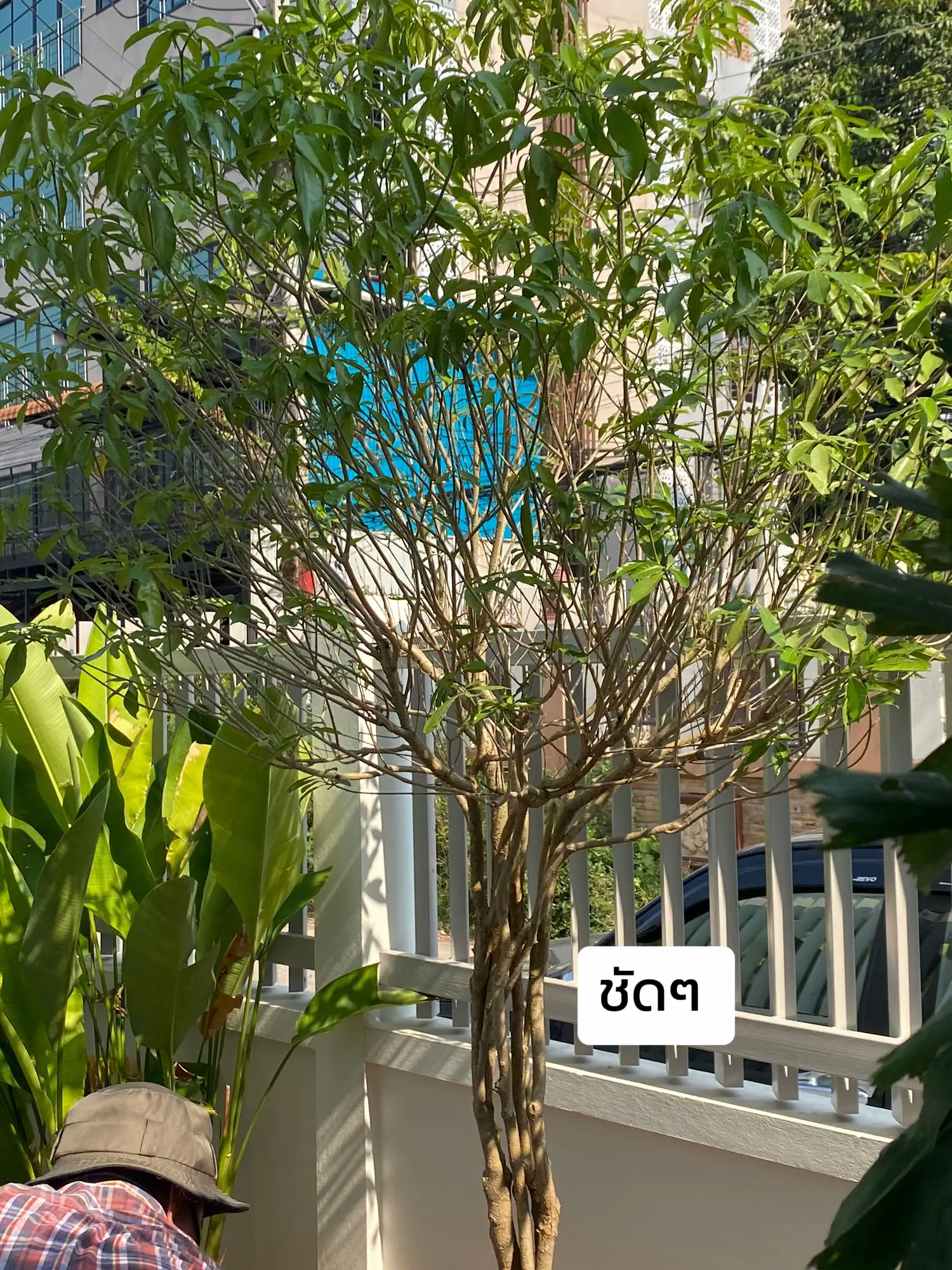 พุดกังหัน ต้นไม้ฟอร์มเท่ 🌲🌿 | แกลเลอรีที่โพสต์โดย Ban Mhee 🐻 | Lemon8