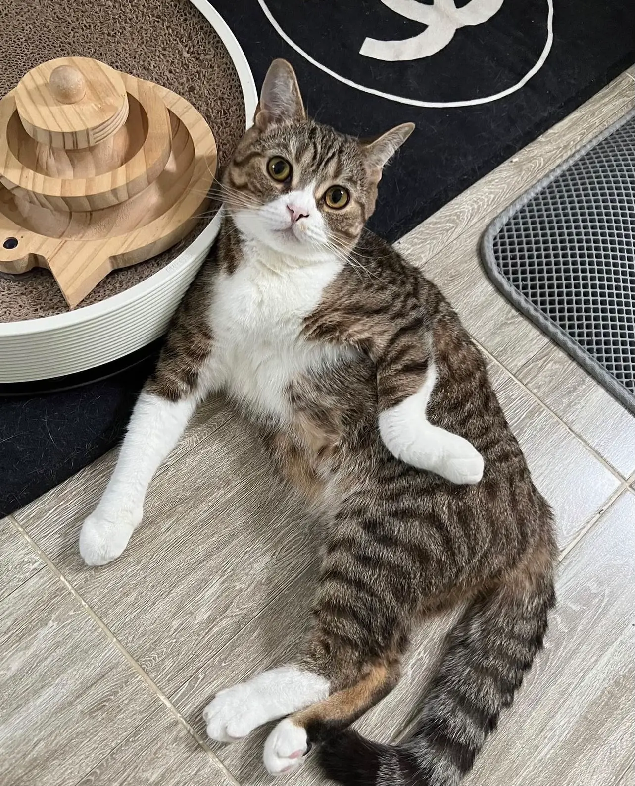 🐱 ท่านอนน้องแมว บ่งบอกอารมณ์ ที่ทาสแมวต้องรู้ แกลเลอรีที่โพสต์โดย